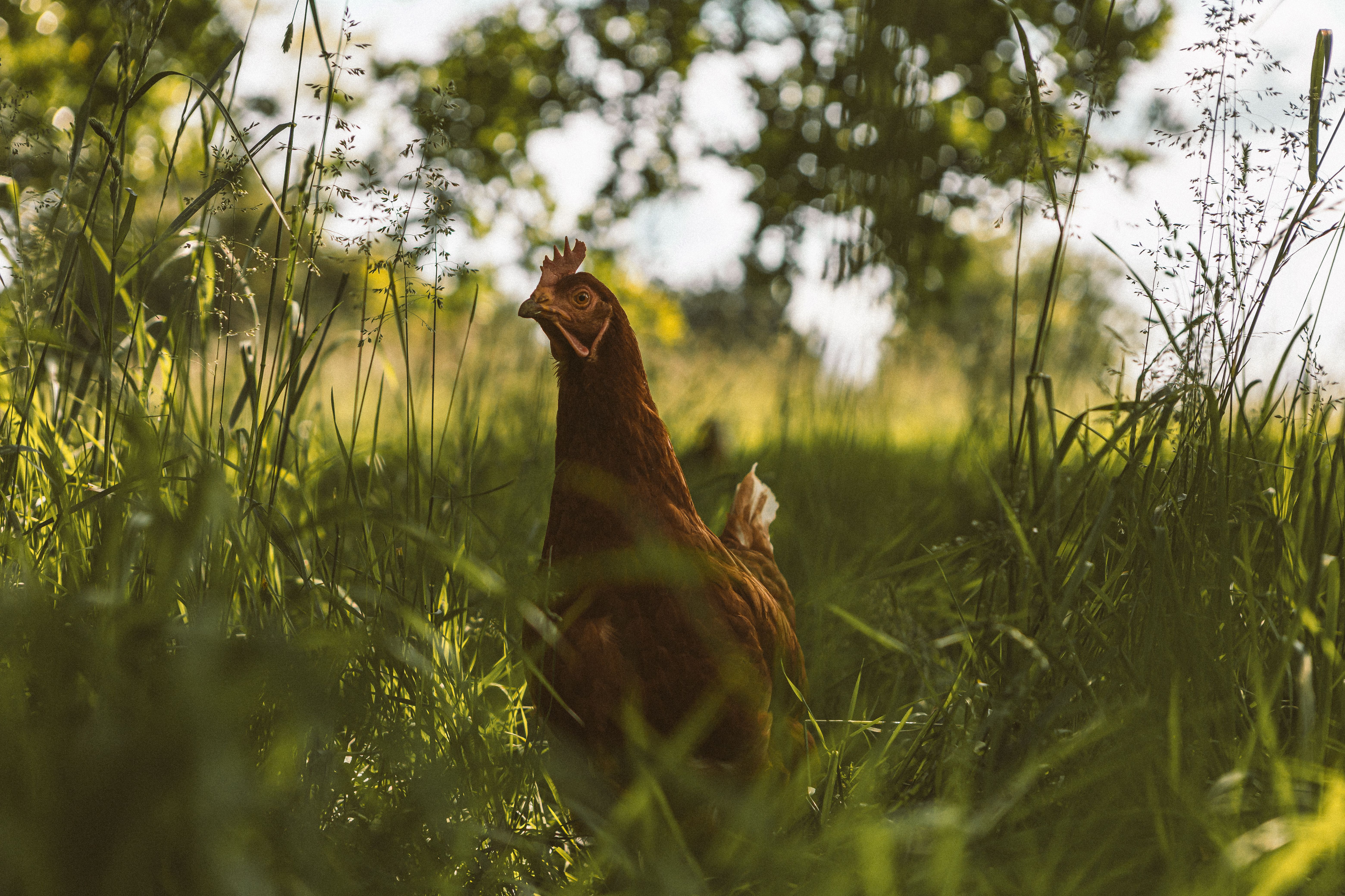 Photo of Chicken On Grass · Free Stock Photo