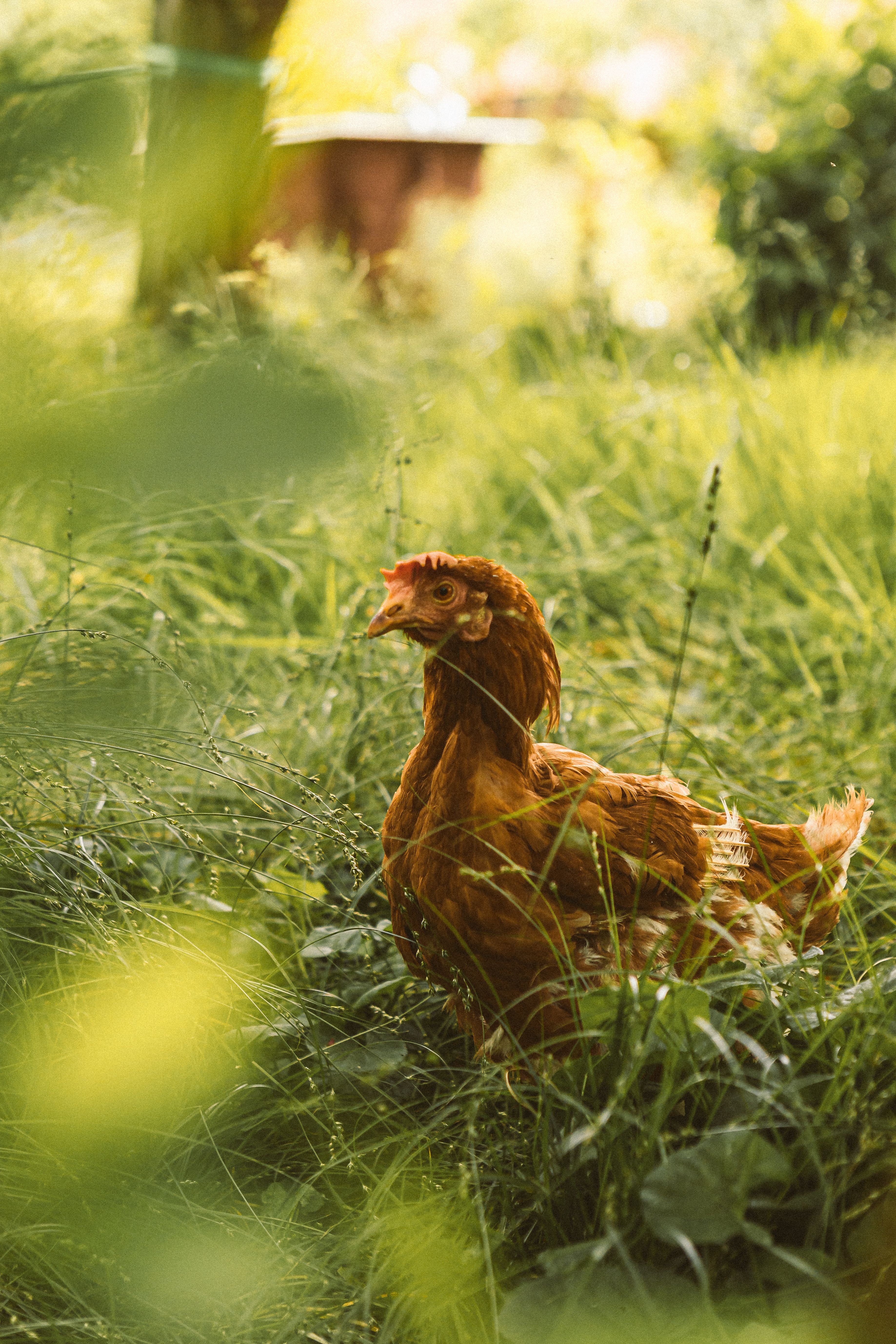 Chicken Wallpapers Photos, Download The BEST Free Chicken Wallpapers ...