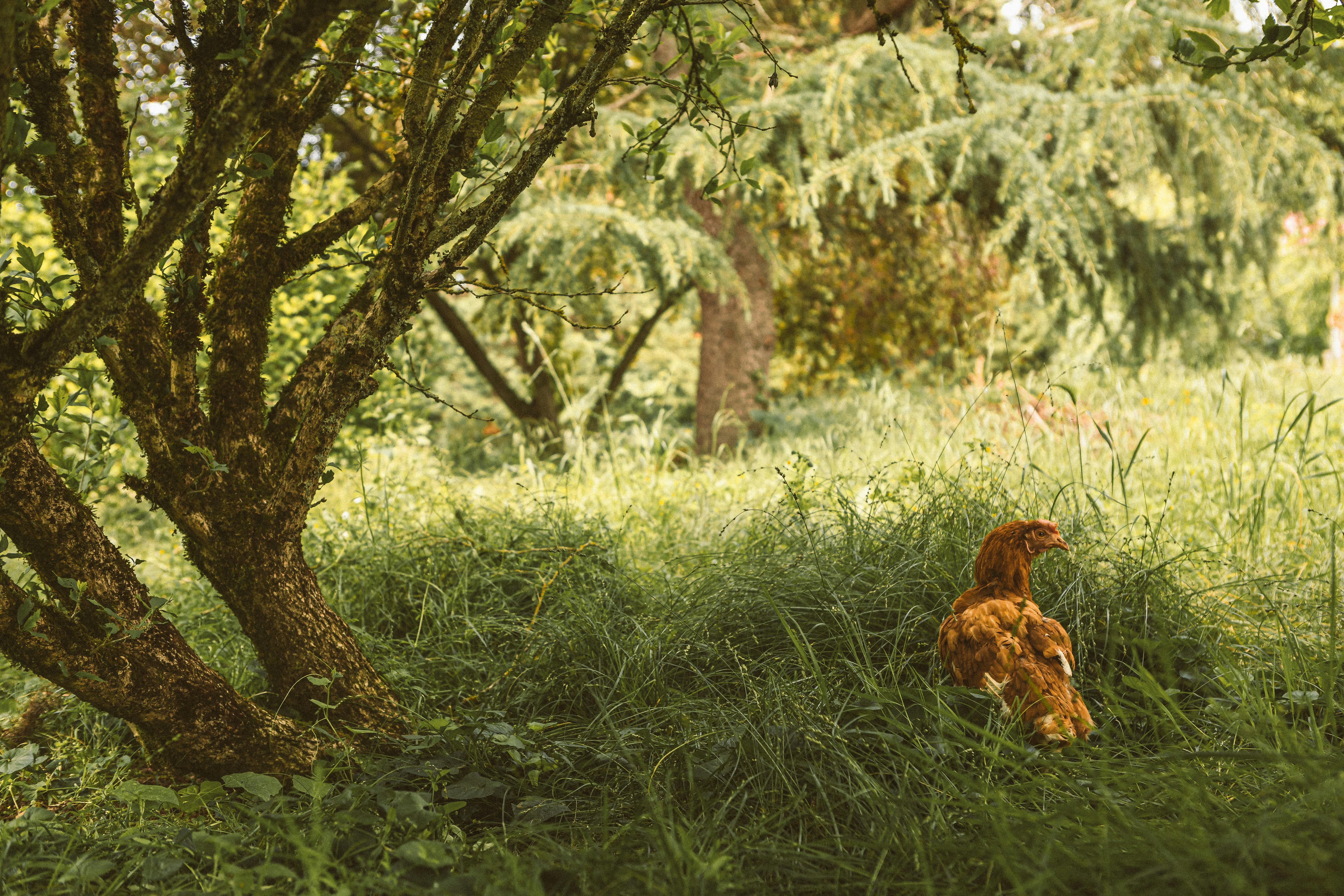 Hen near Trees · Free Stock Photo