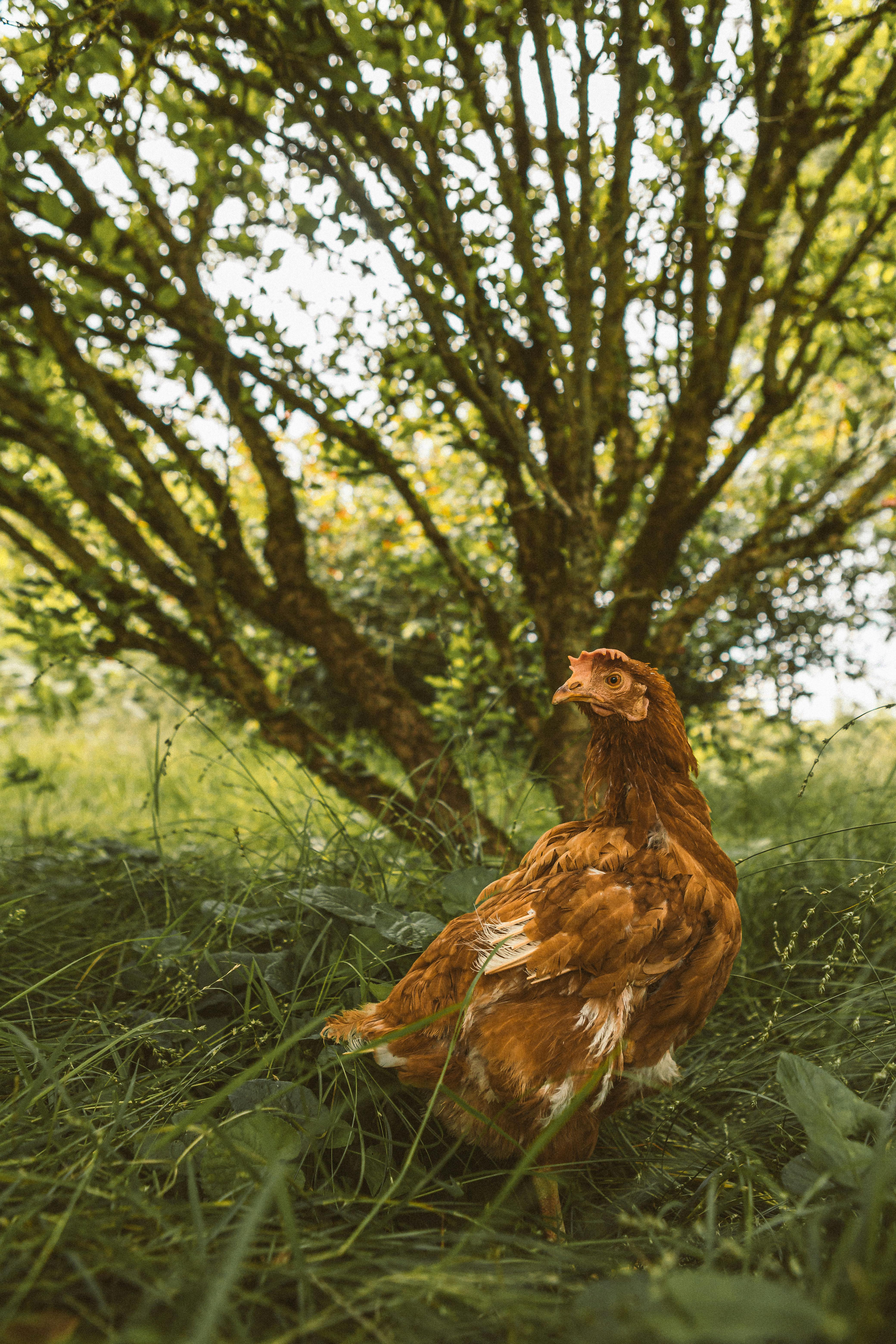 Hen near Tree on Grass · Free Stock Photo