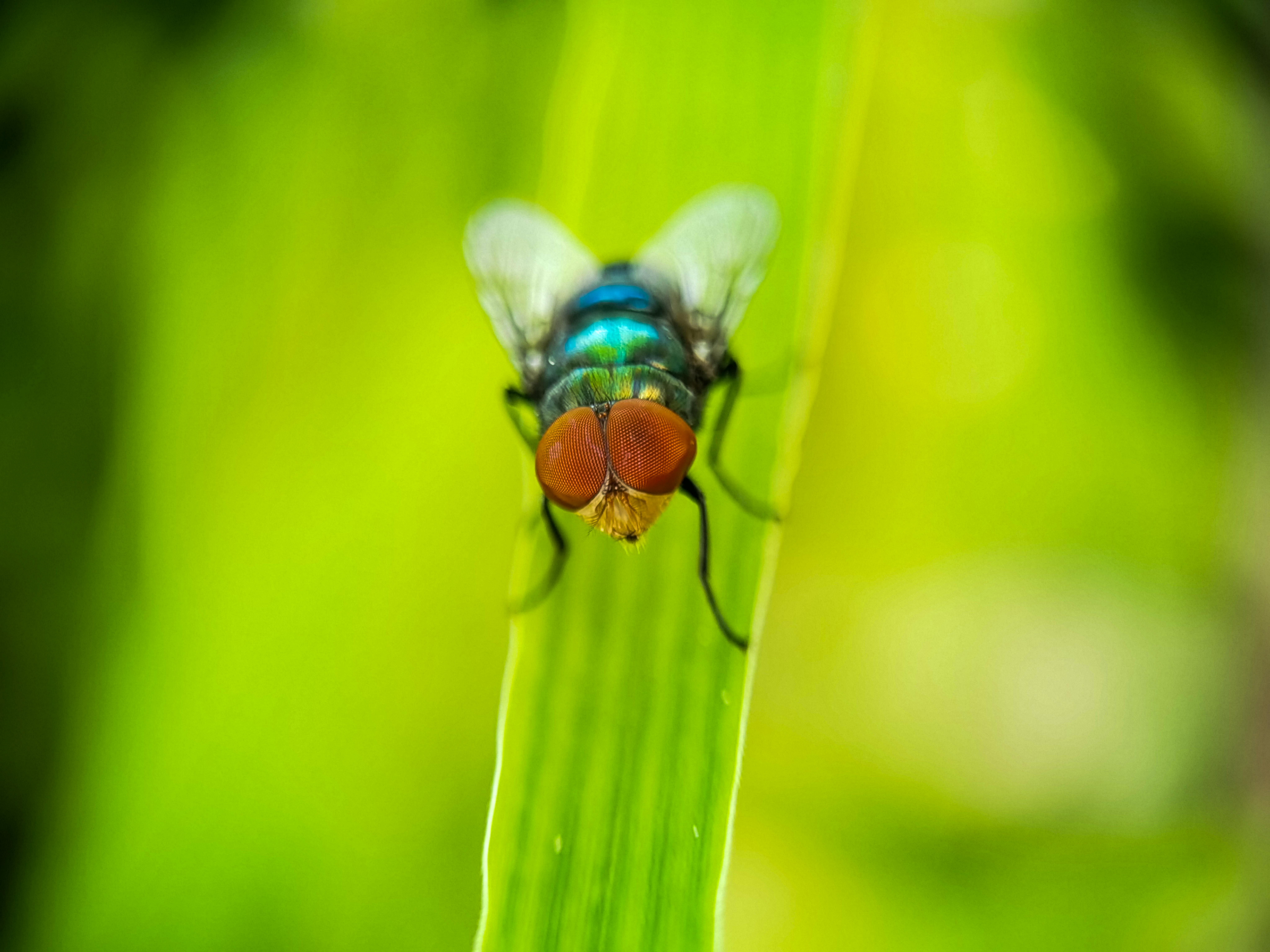 Insect with red compound eyes · Free Stock Photo