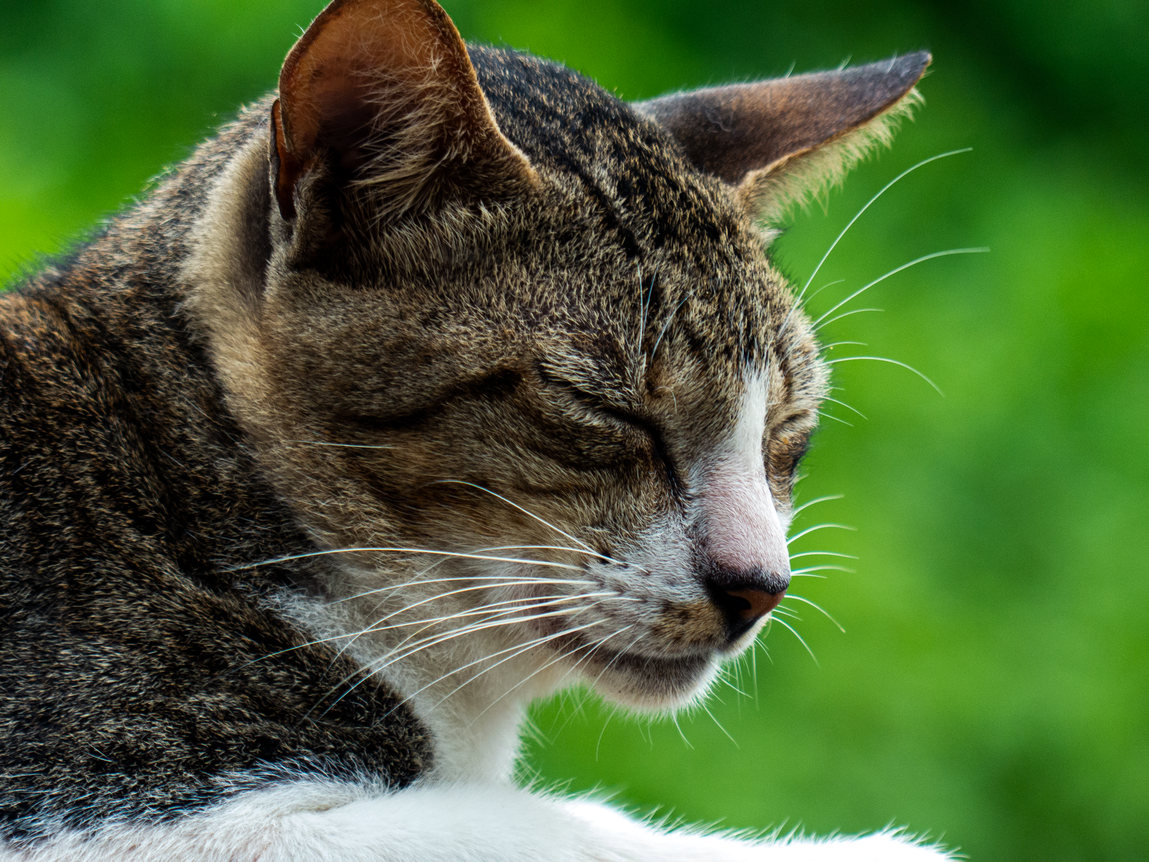 Close up of Cat Head · Free Stock Photo