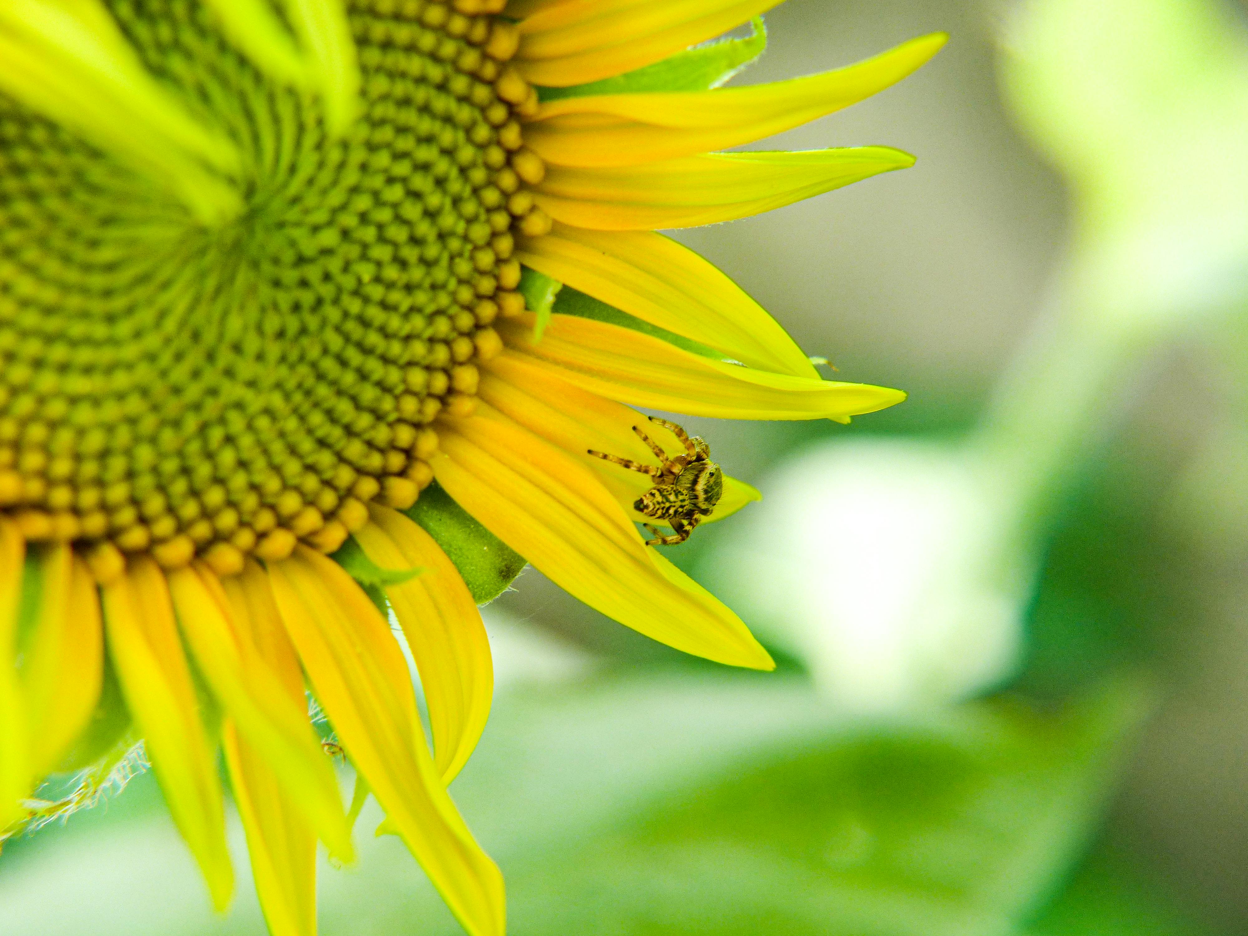 Sunflower Spider Photos, Download The BEST Free Sunflower Spider Stock ...