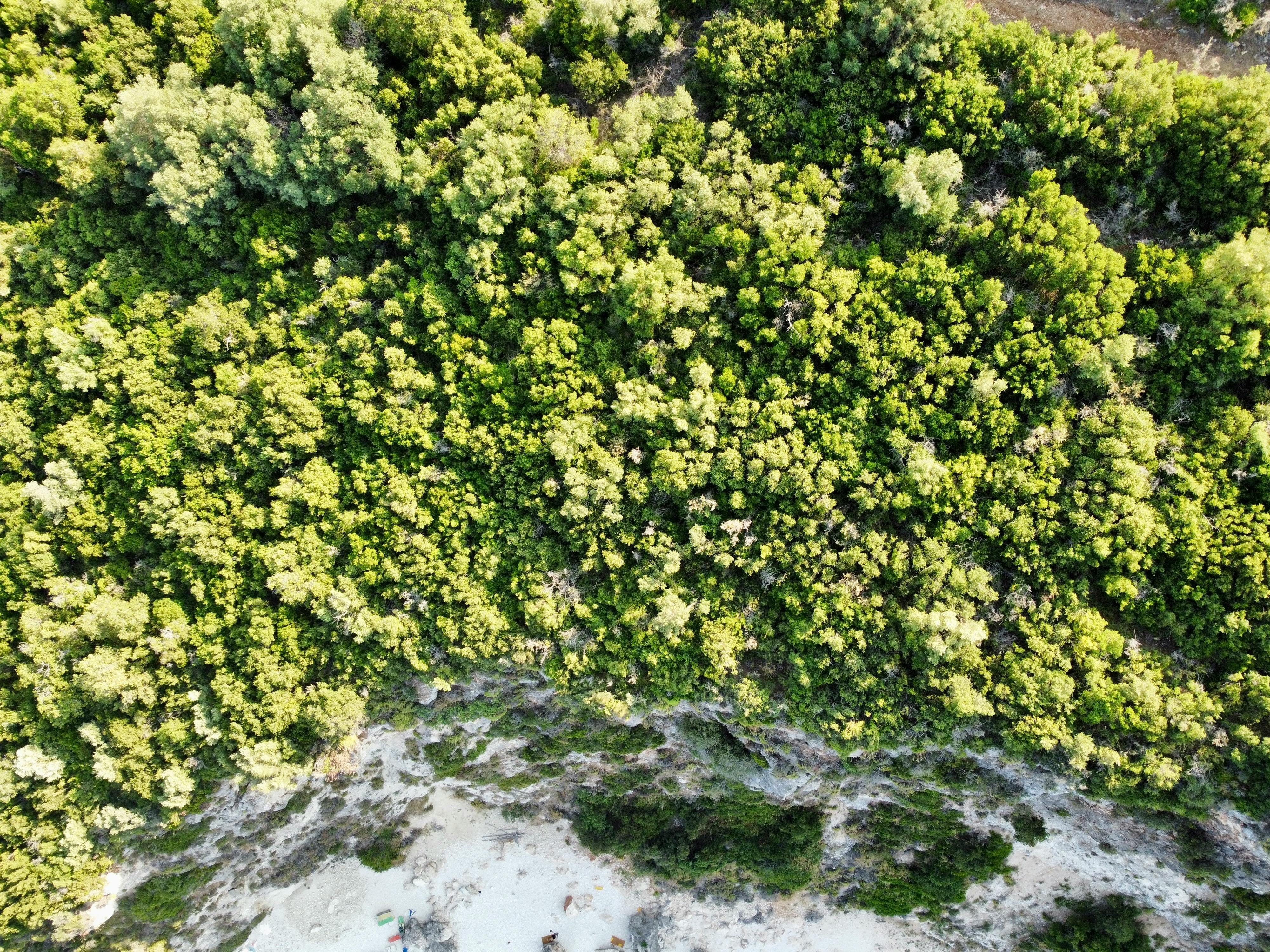 Aerial Photo of Green Forest Trees · Free Stock Photo