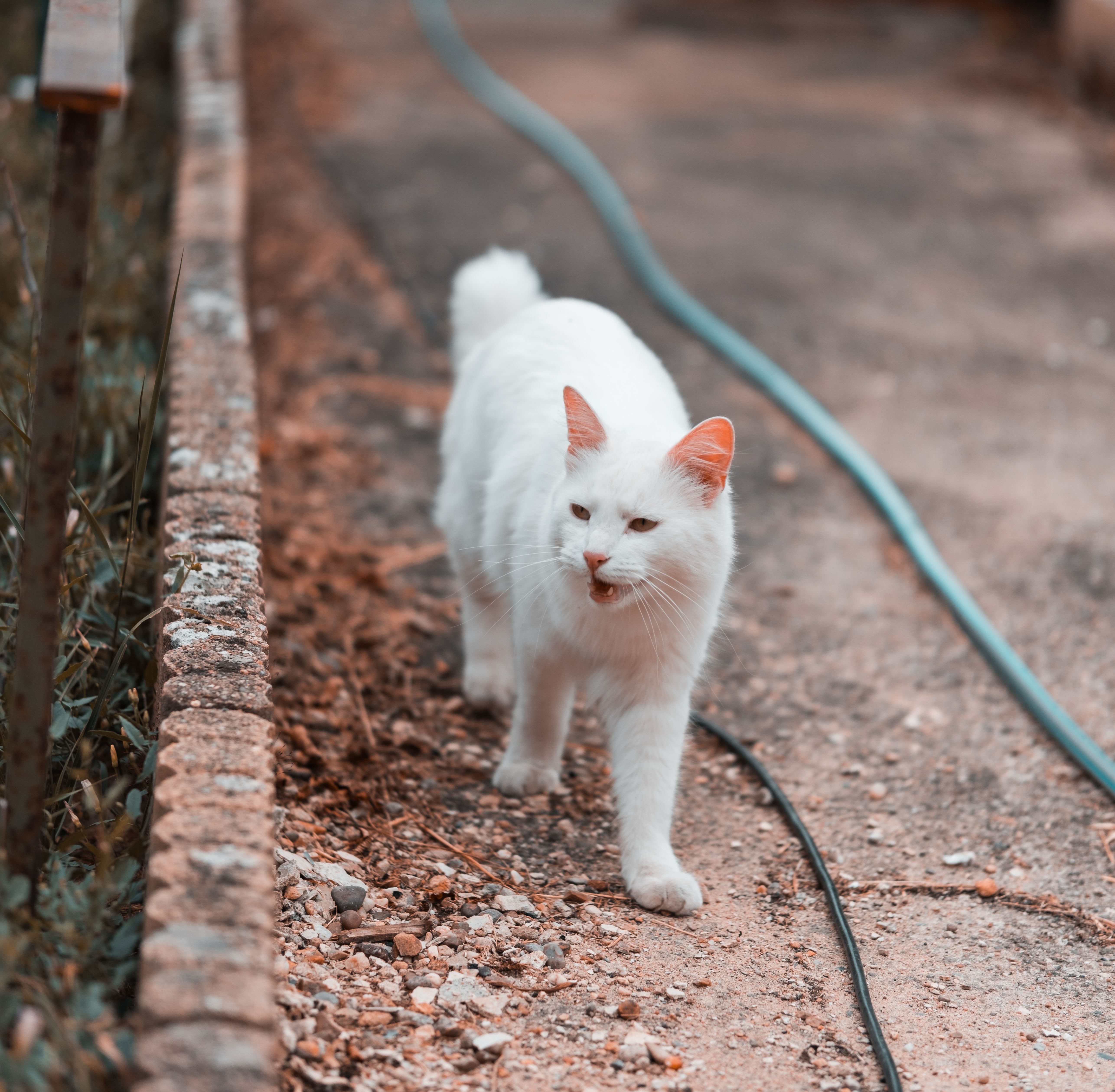 A White Cat on the Path in the Garden · Free Stock Photo