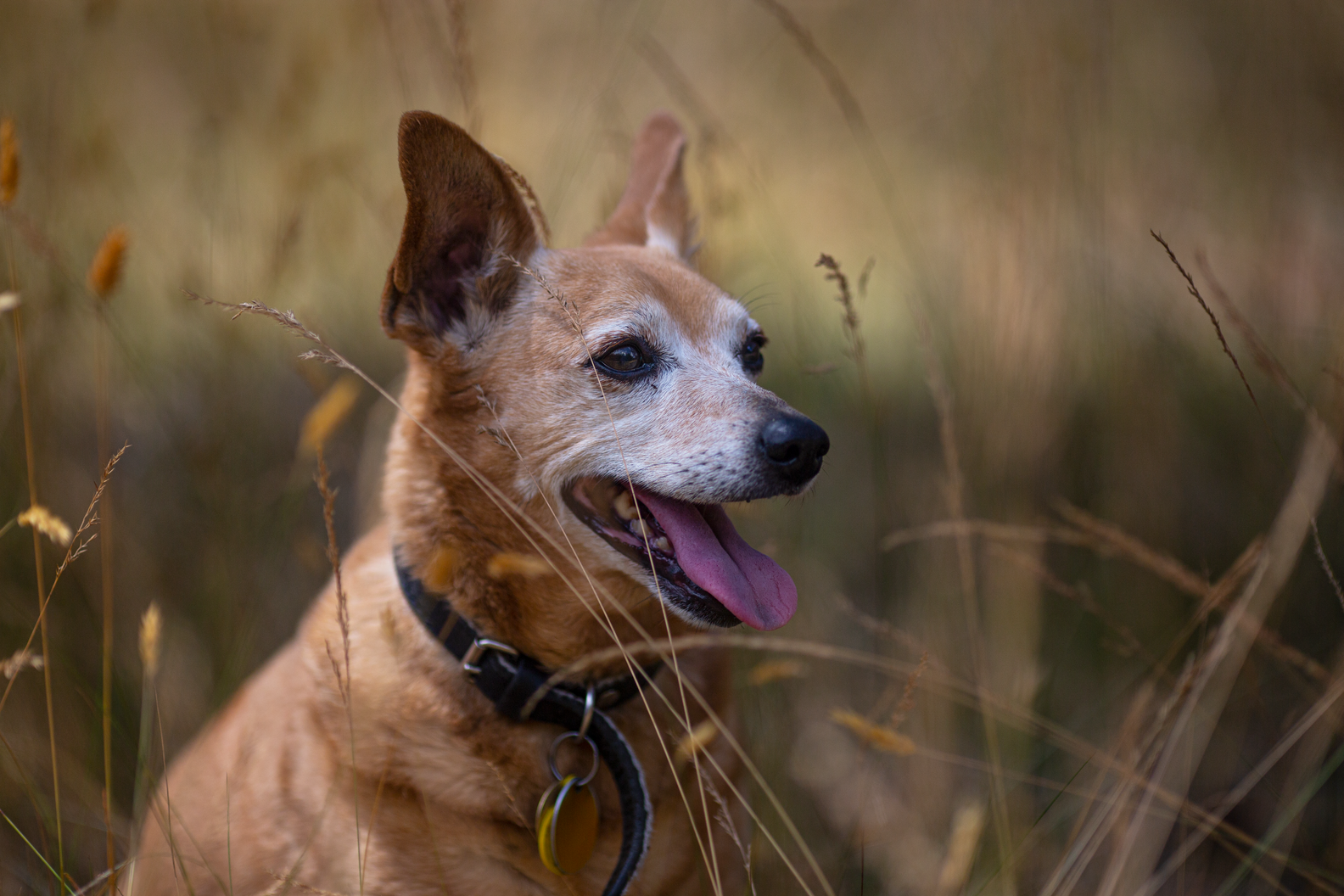 Unlocking Canine Brain Anatomy and Behavior Secrets Revealed