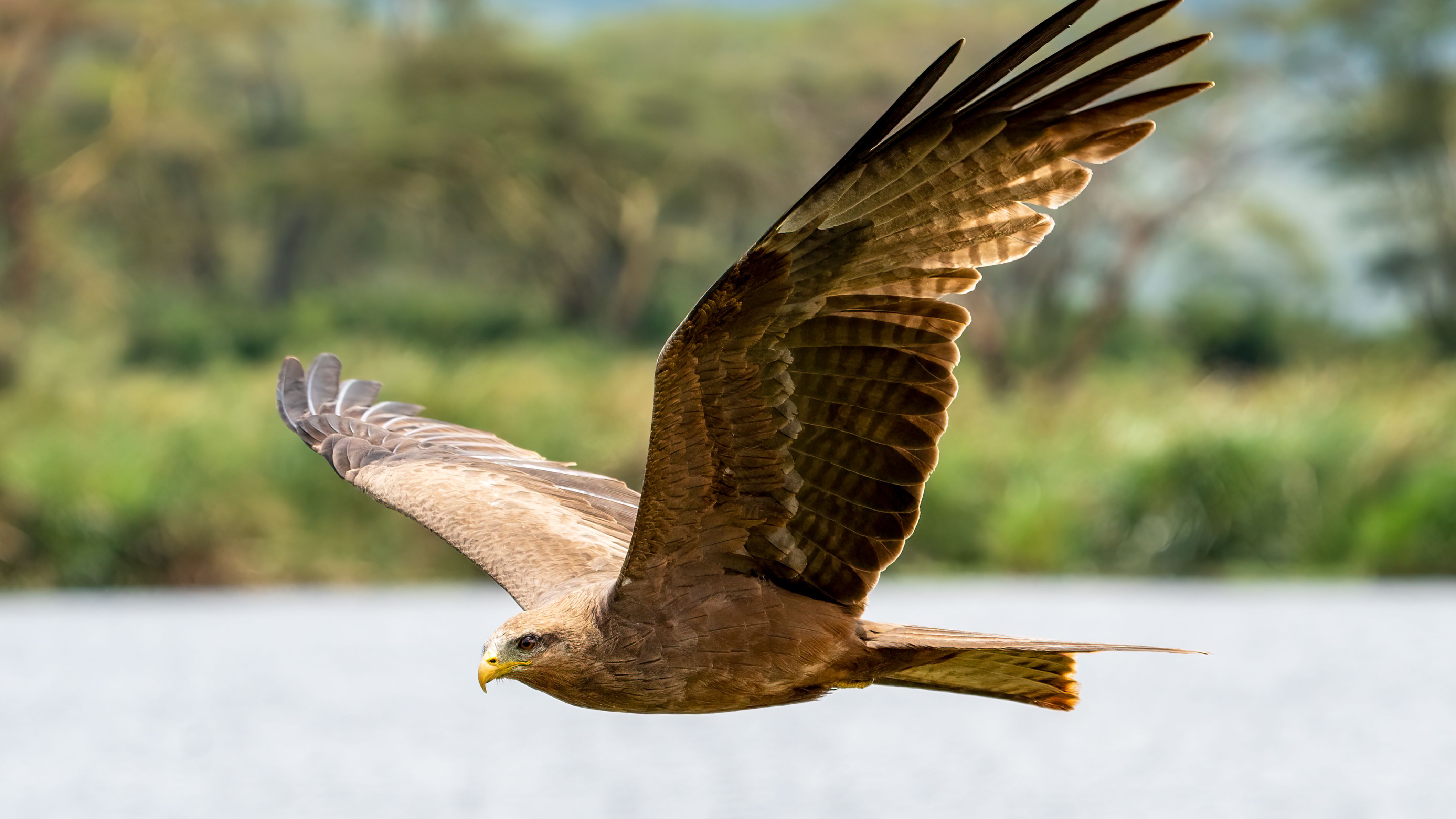Flying Black Kite · Free Stock Photo