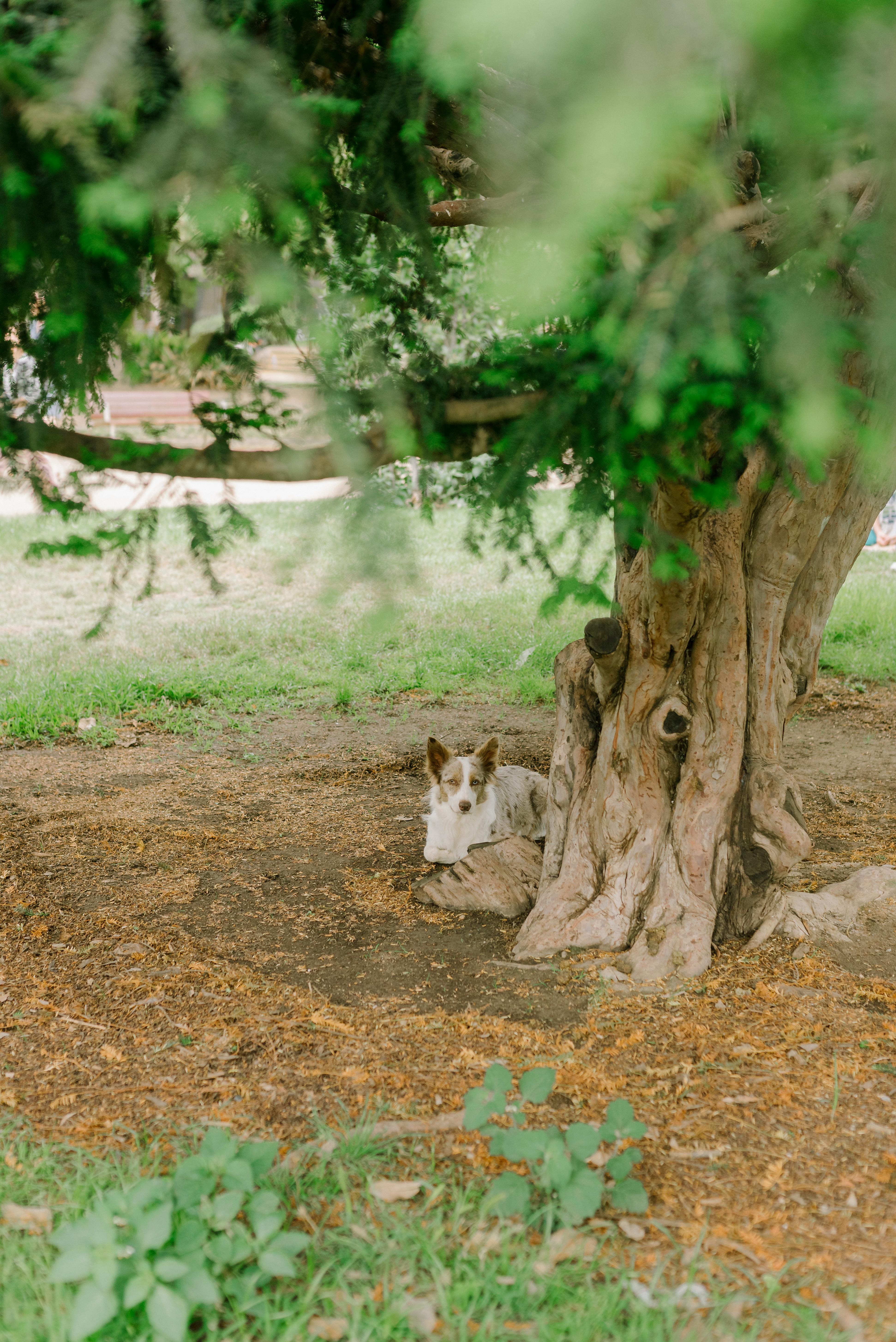 Fog Lying under Tree in Yard · Free Stock Photo