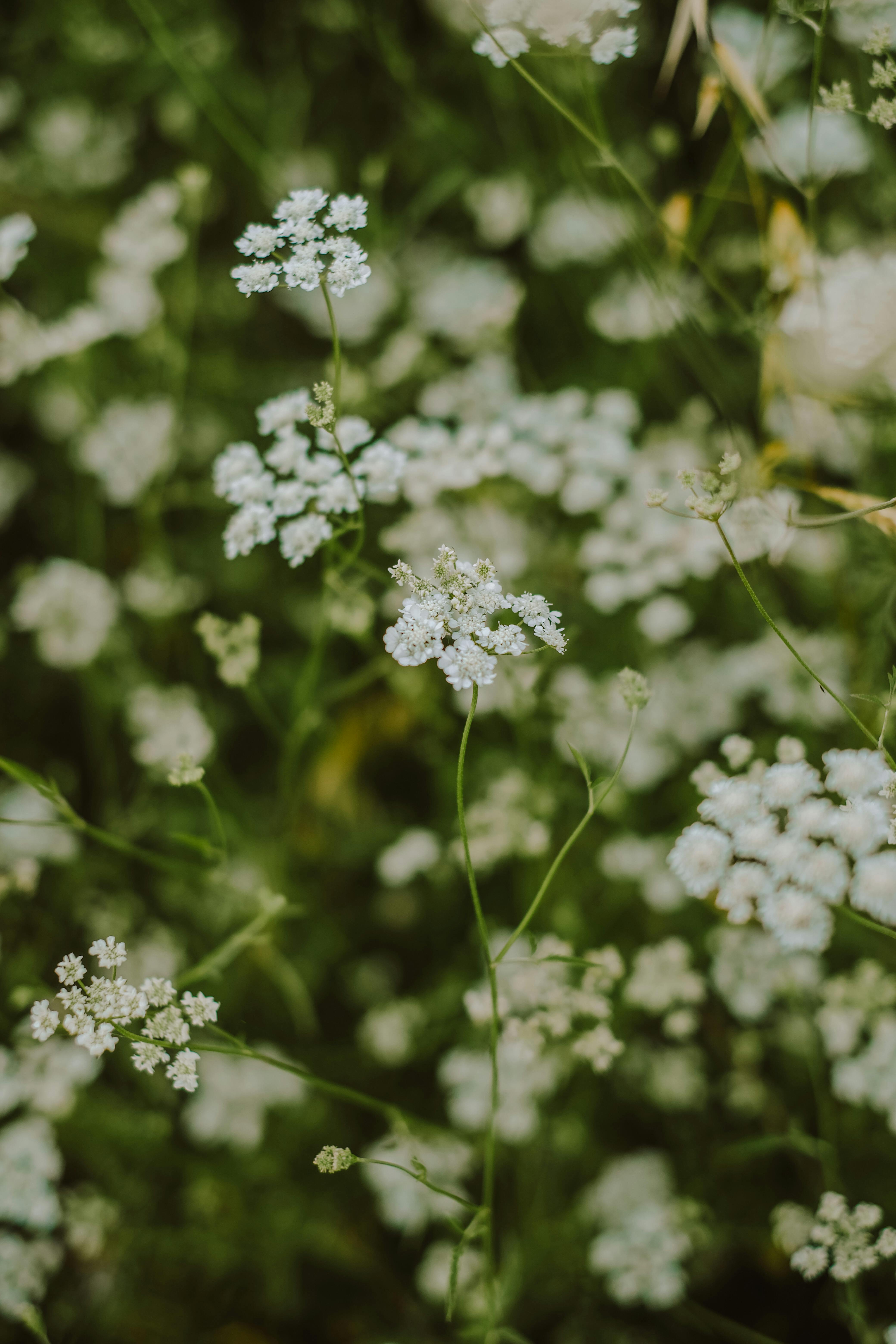 Tiny White Wildflowers · Free Stock Photo