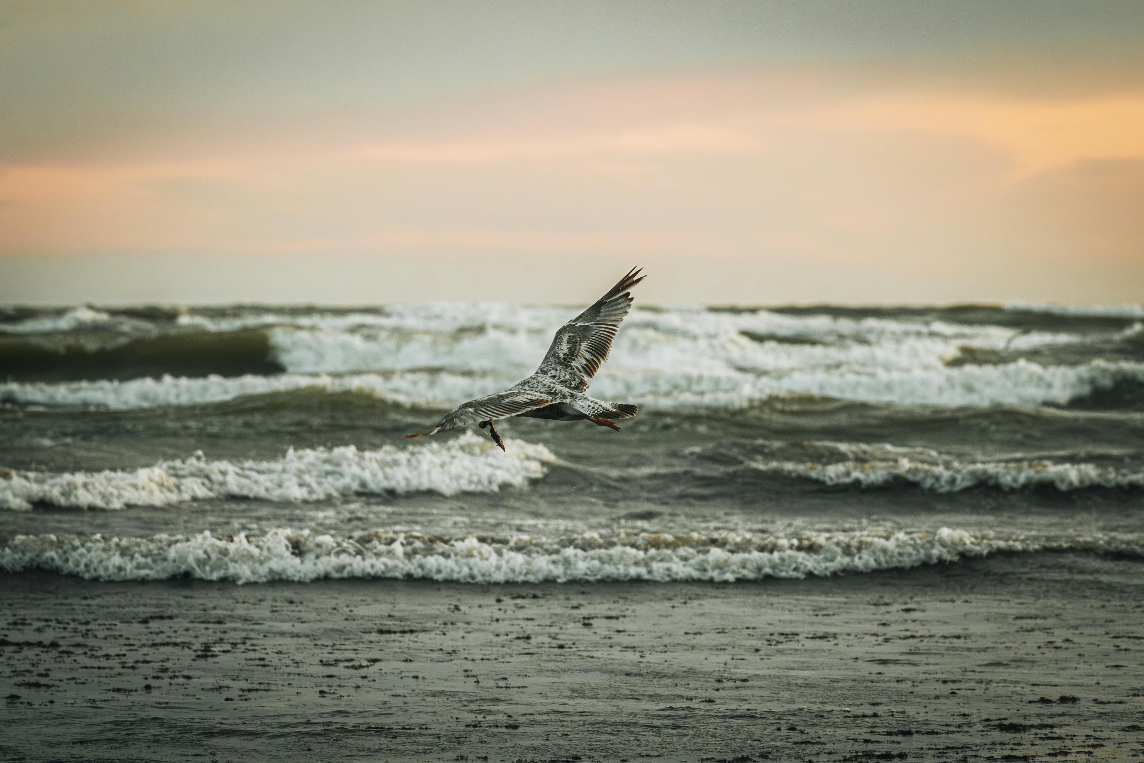 Birds Fishing in Shallow Water of Sea · Free Stock Photo