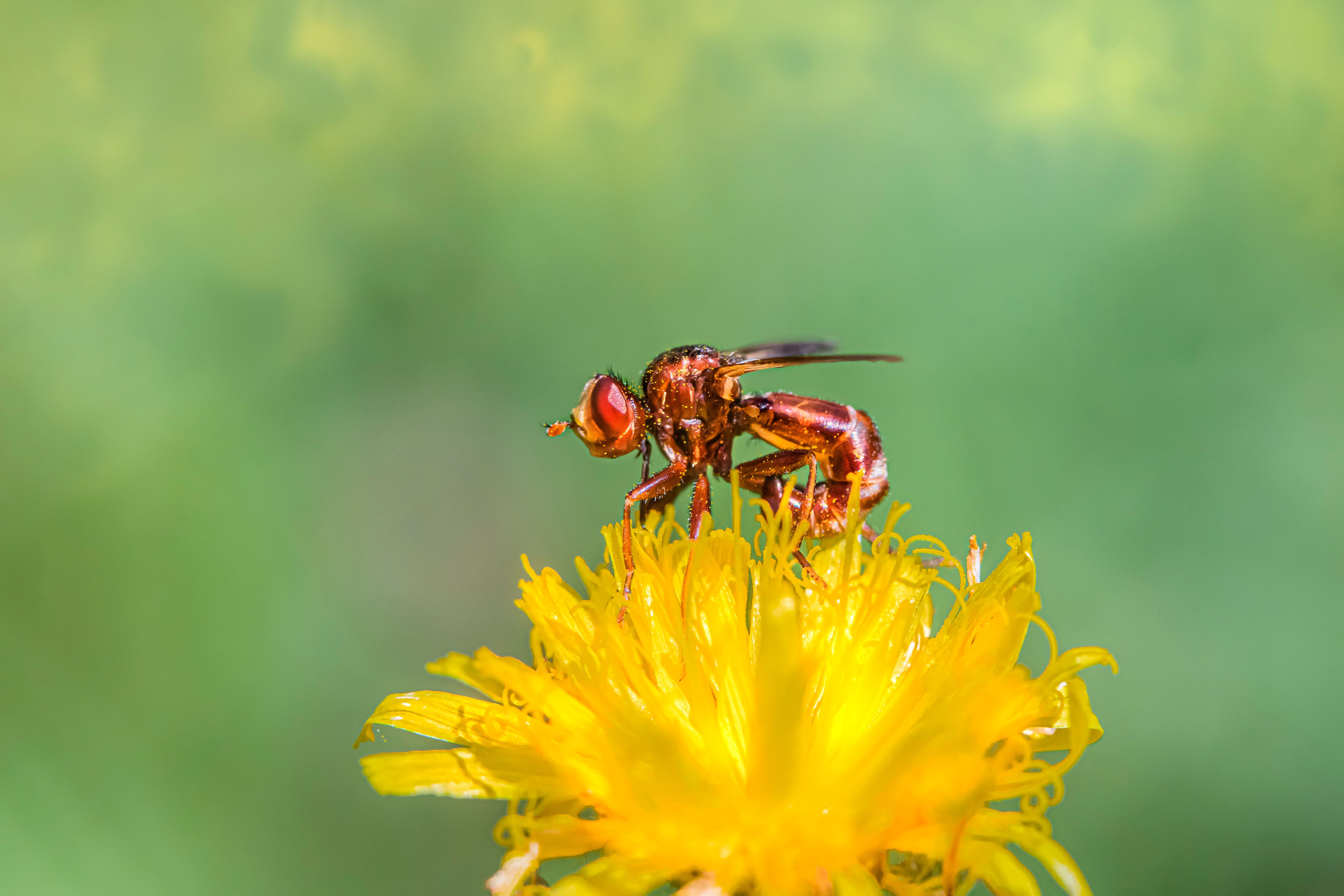 A small fly is sitting on top of a yellow flower · Free Stock Photo