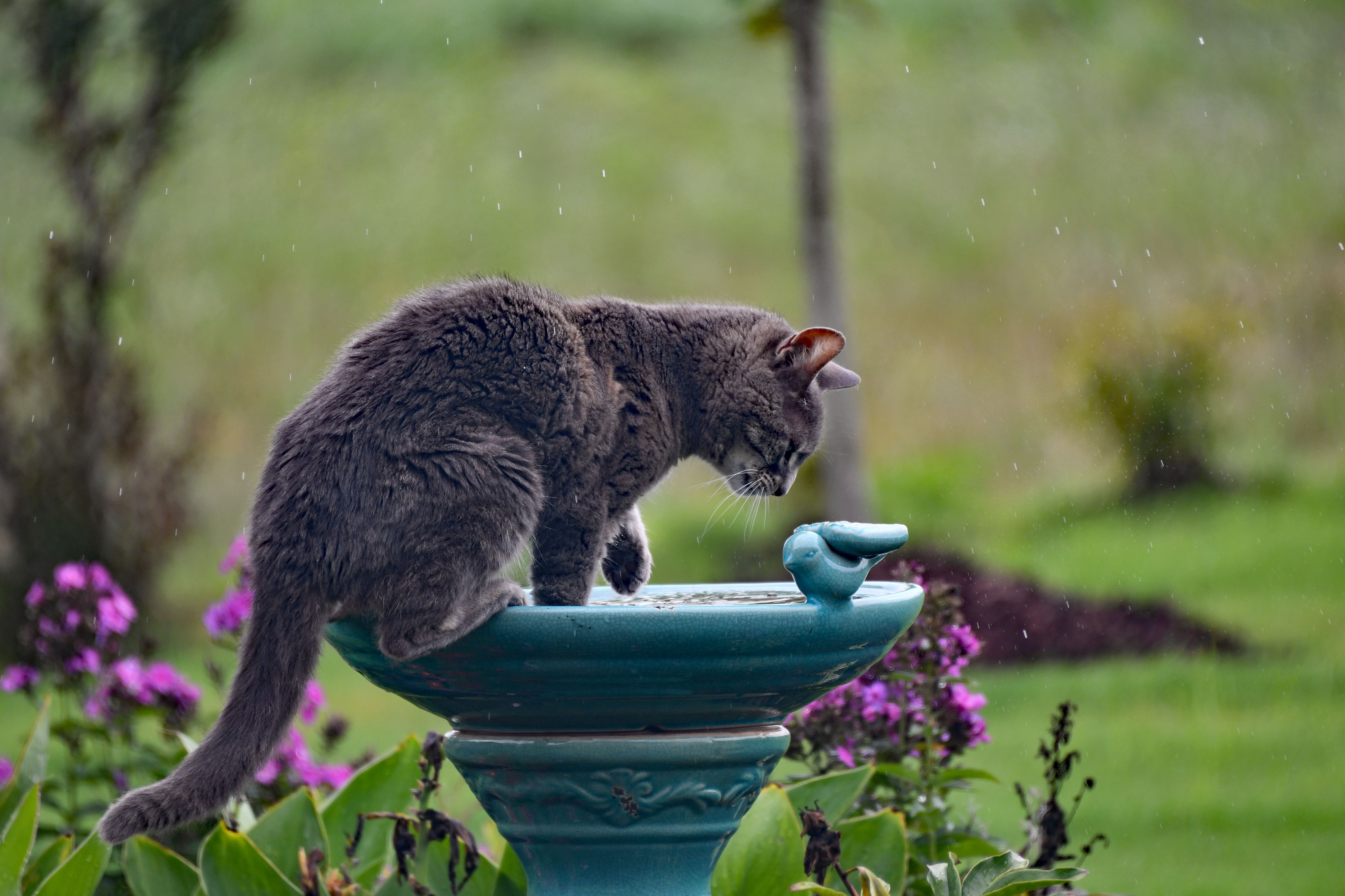 Cats In Rain Photos, Download The BEST Free Cats In Rain Stock Photos ...