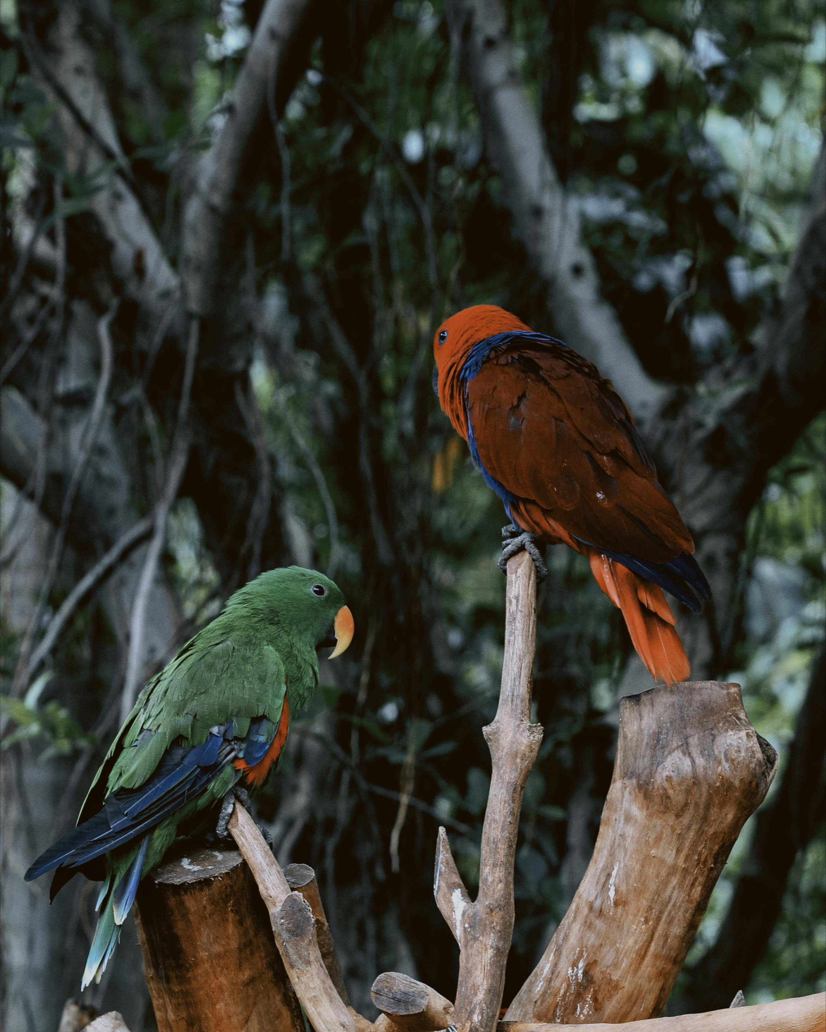 Parrots perching on Branches · Free Stock Photo