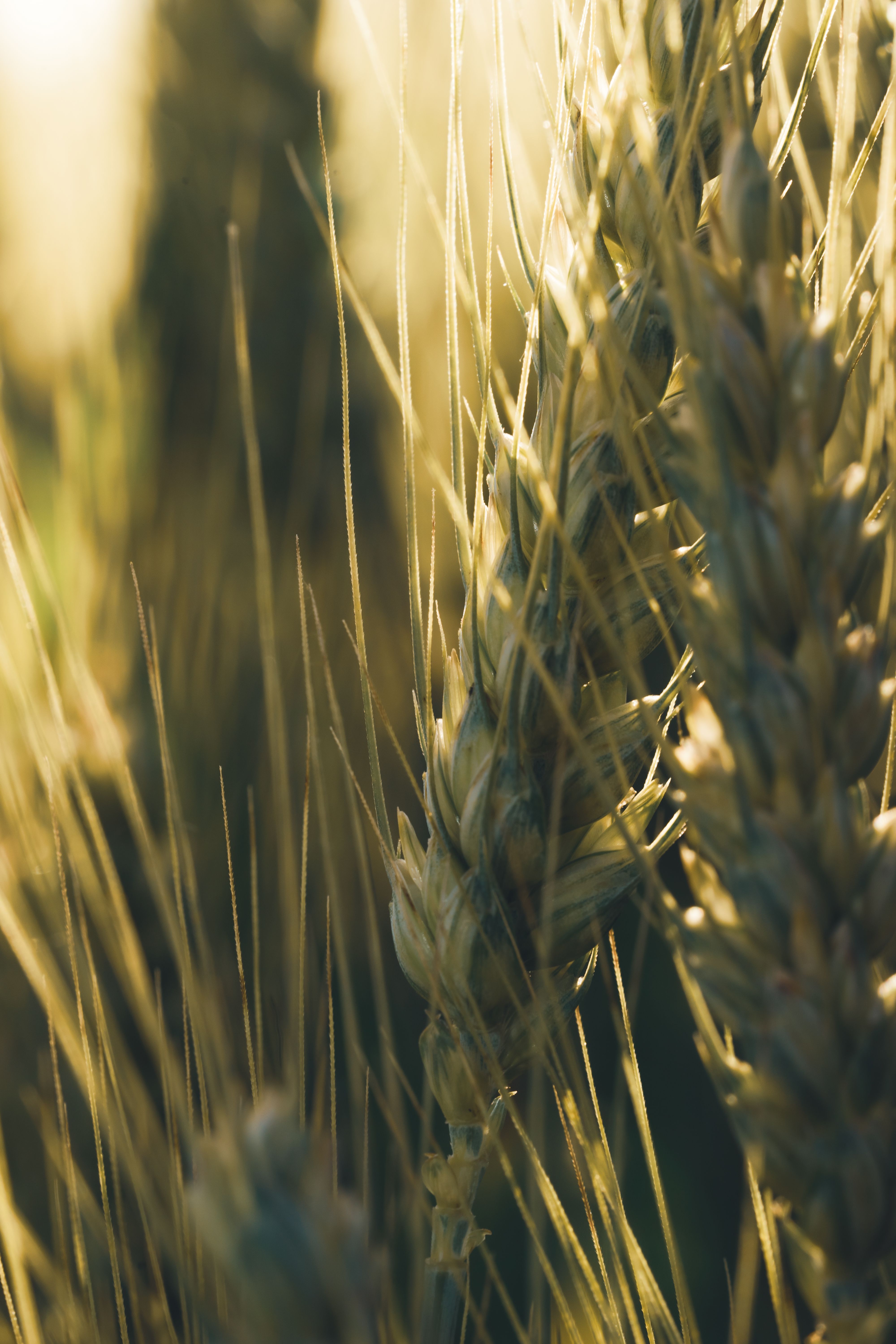 Cow Wheat Photos, Download The BEST Free Cow Wheat Stock Photos & HD Images