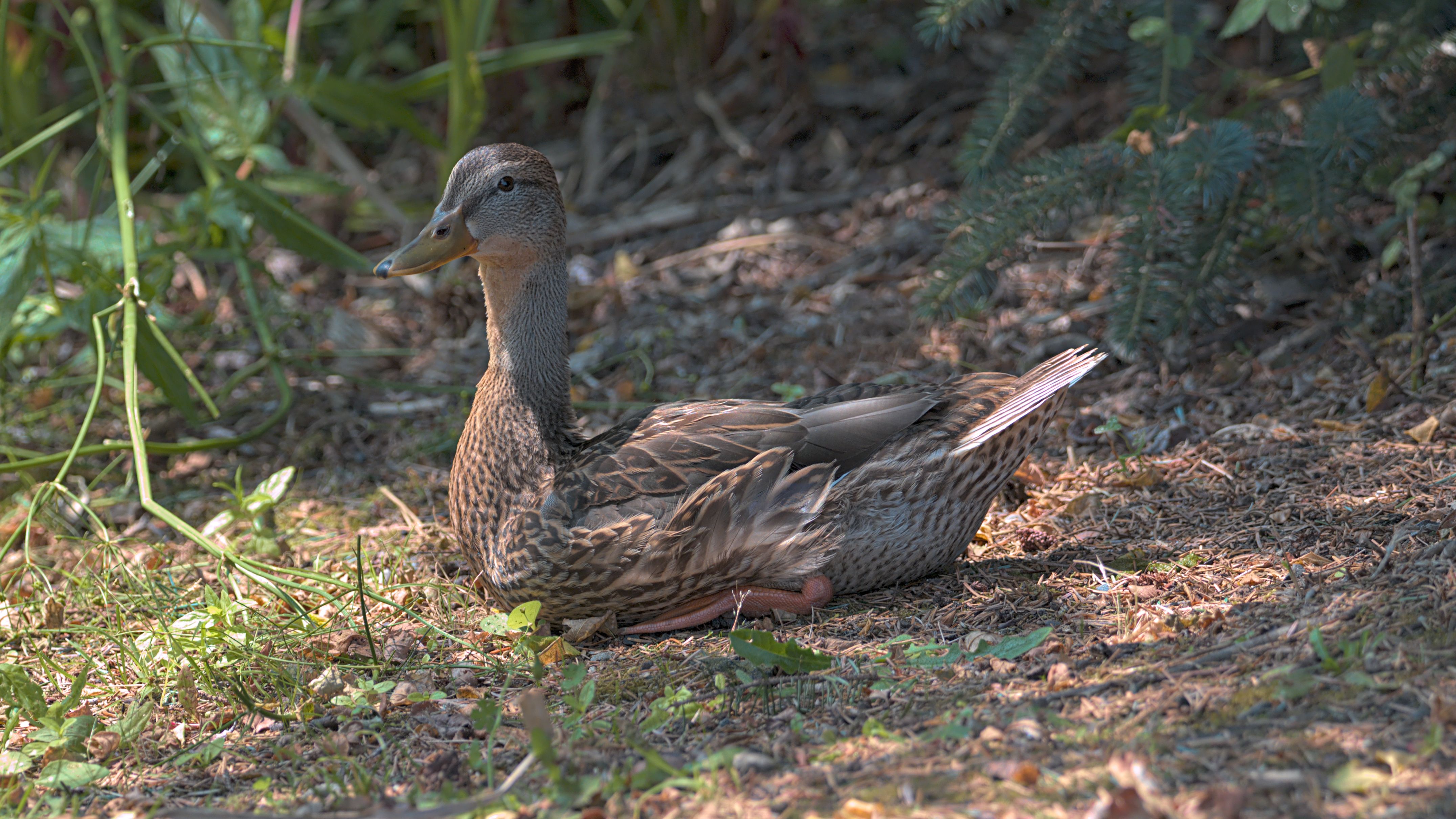 A Duck in a Forest · Free Stock Photo