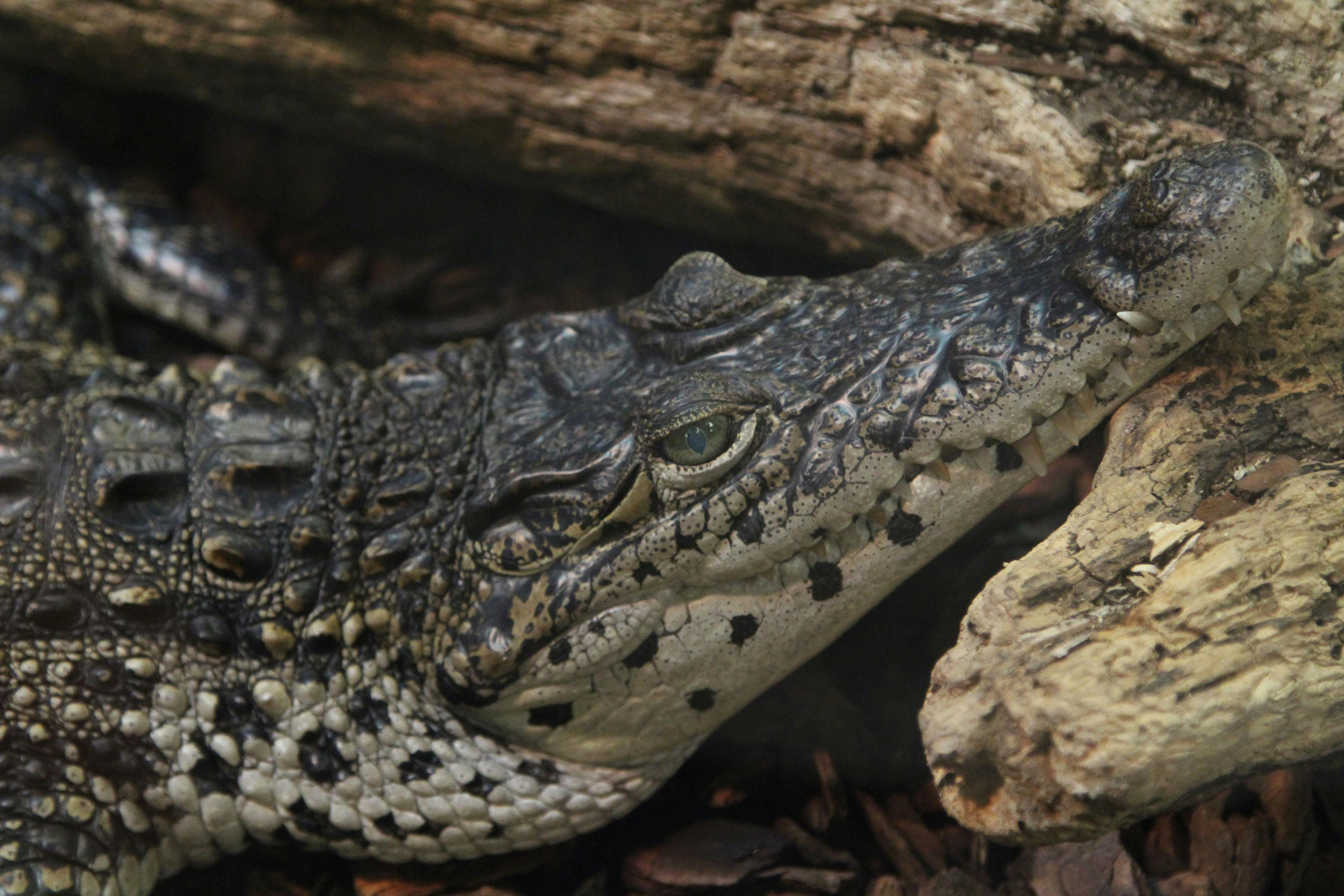 Saltwater Crocodile Propping its Snout on a Piece of Wood · Free Stock ...