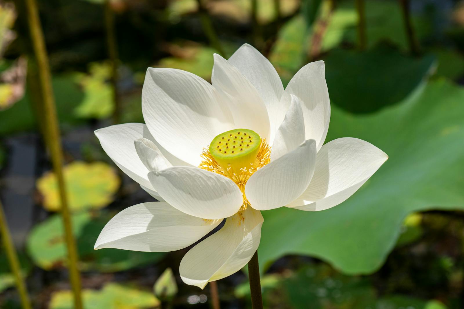 White Lotus Photos, Download The BEST Free White Lotus Stock Photos ...