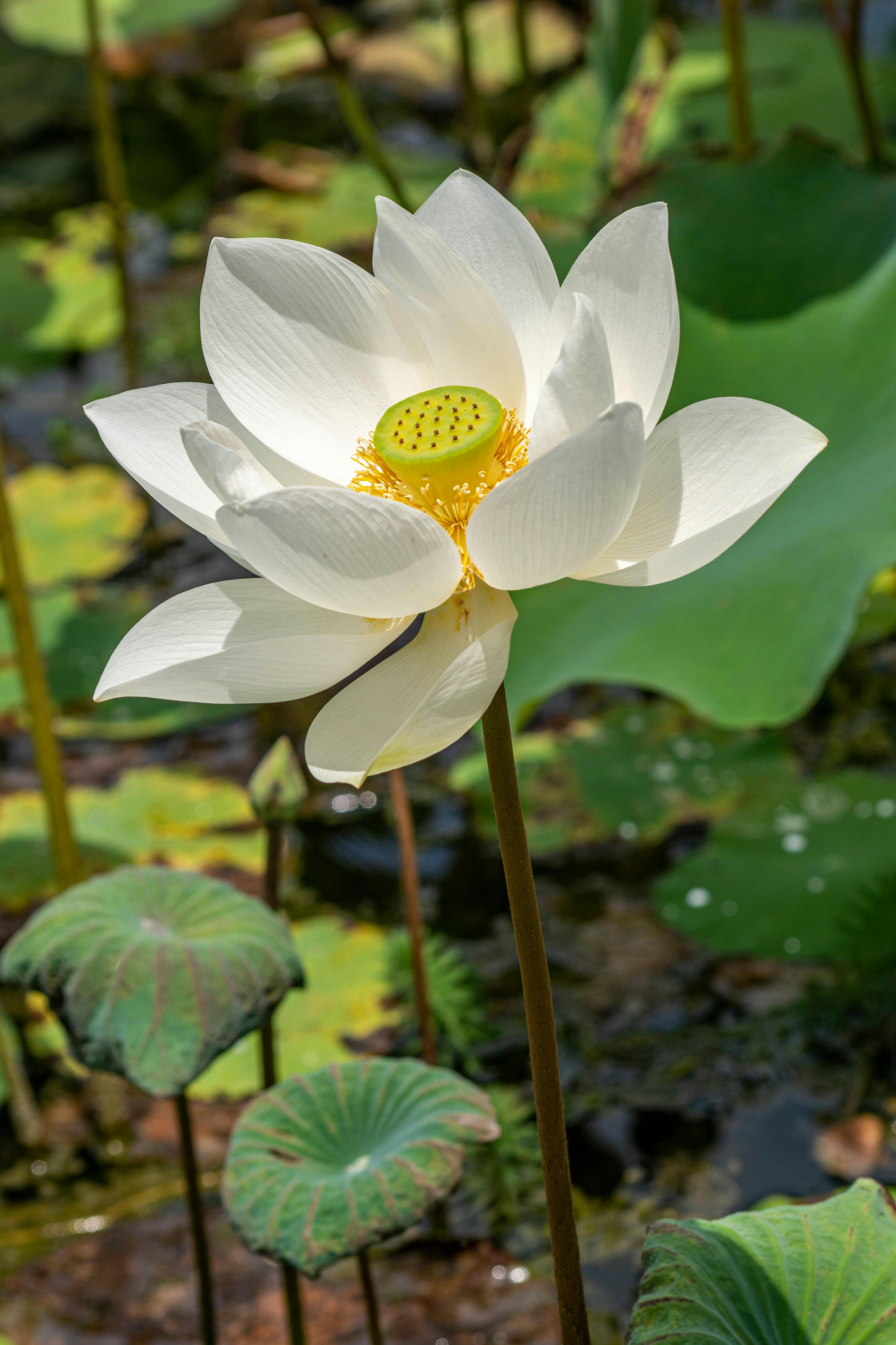 Close-up of a White Lotus · Free Stock Photo
