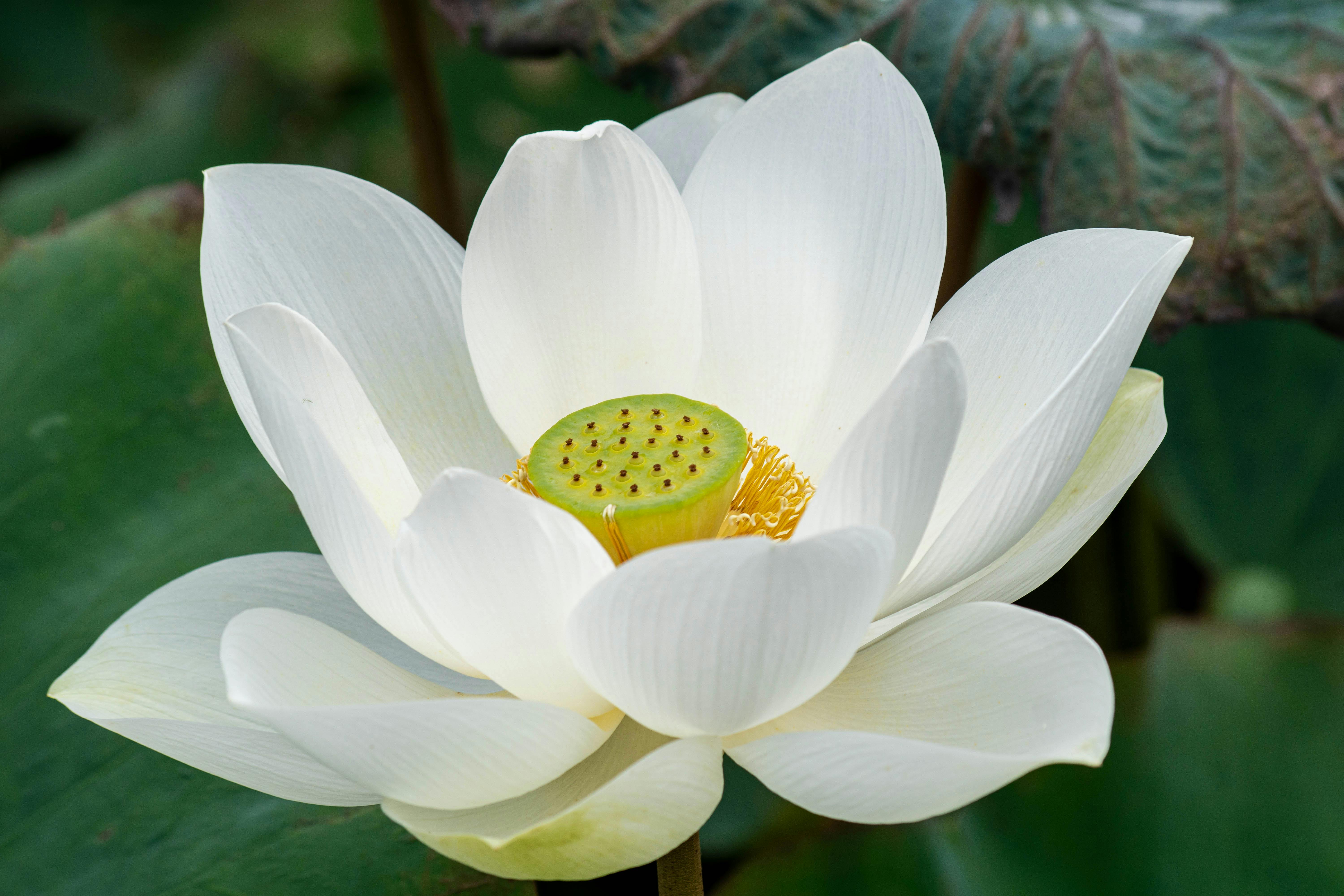 Insect on Lotus Flower · Free Stock Photo
