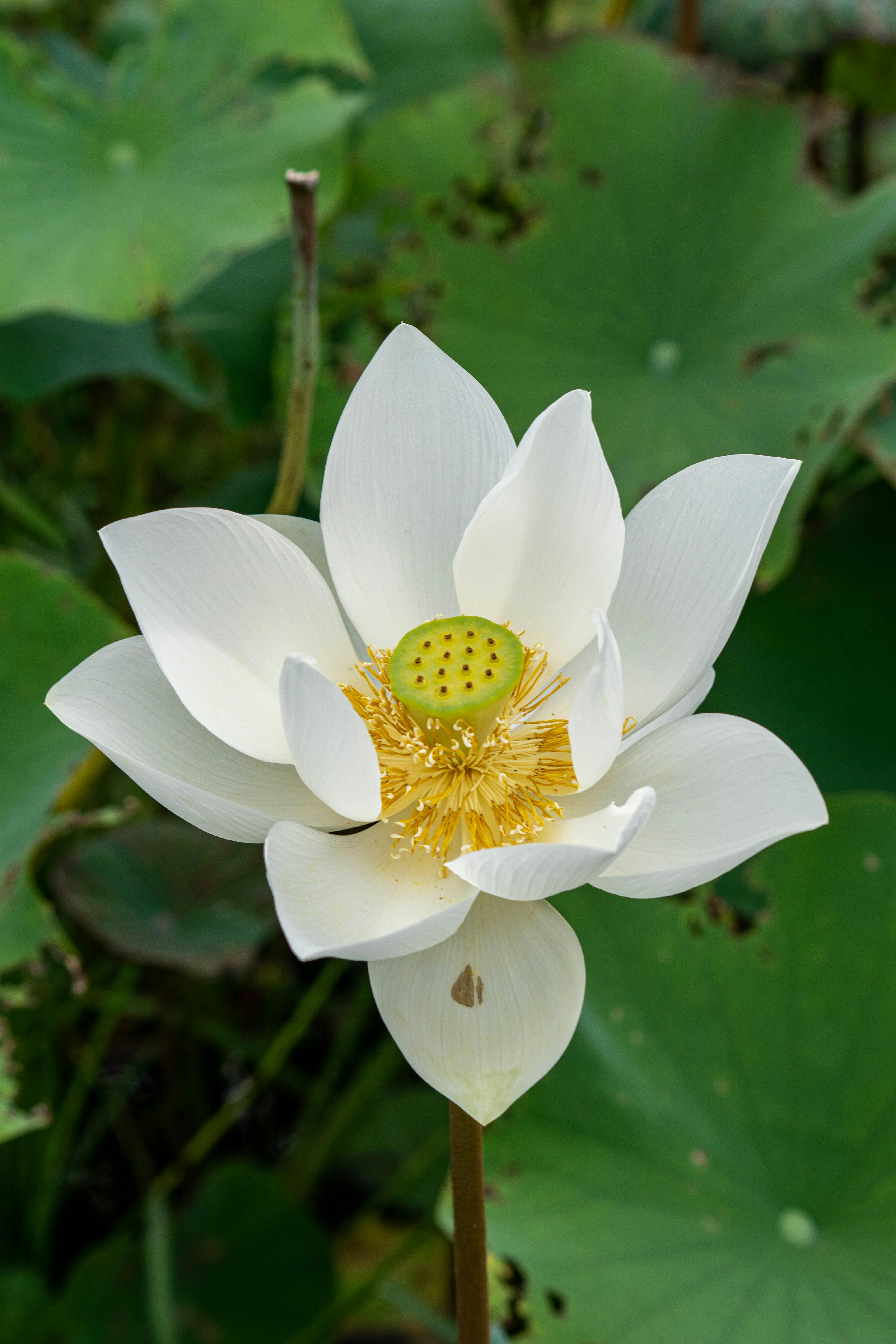 White Lotus Flower · Free Stock Photo