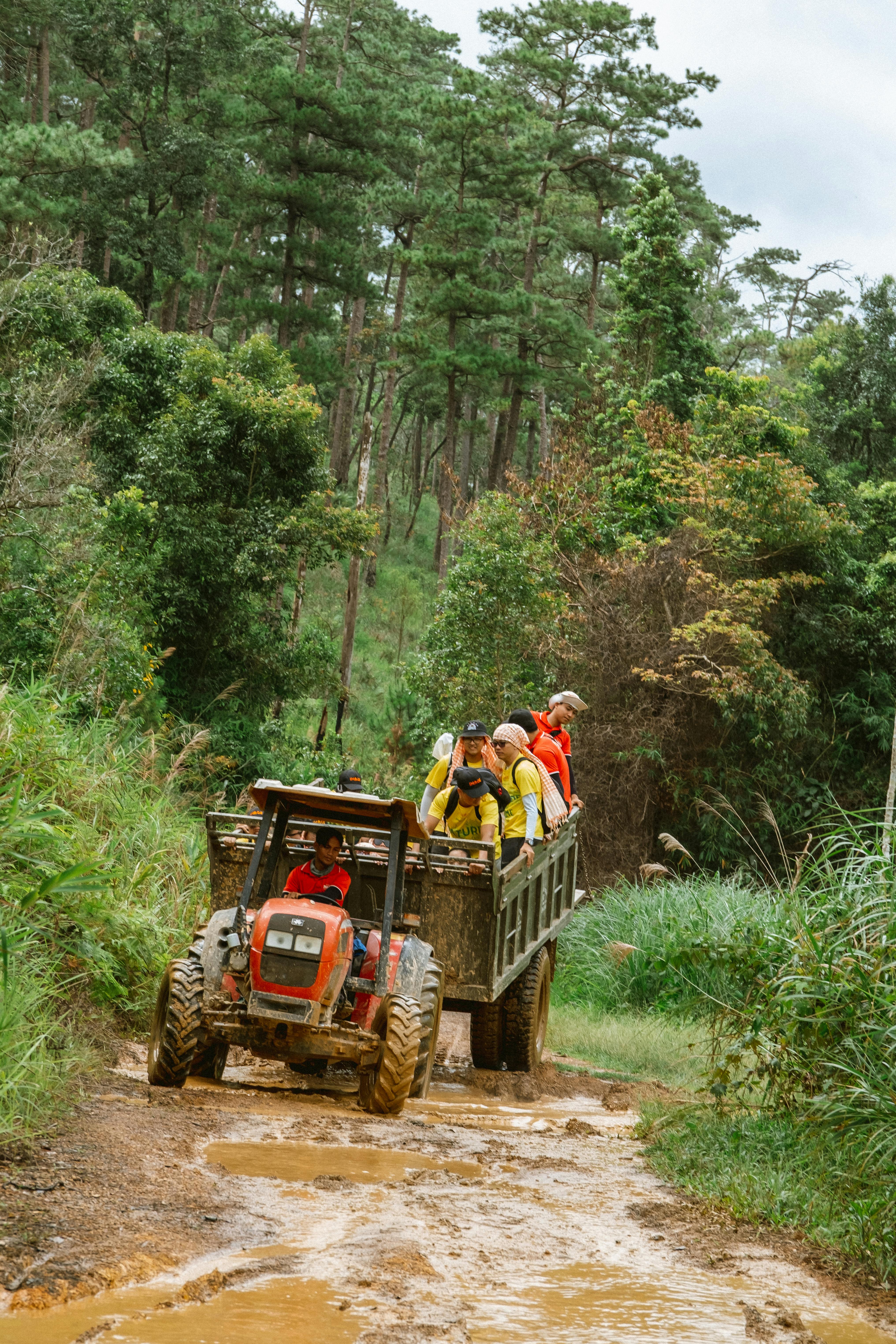 Foto de stock gratuita sobre arboles, barro, bosque, camino de tierra ...