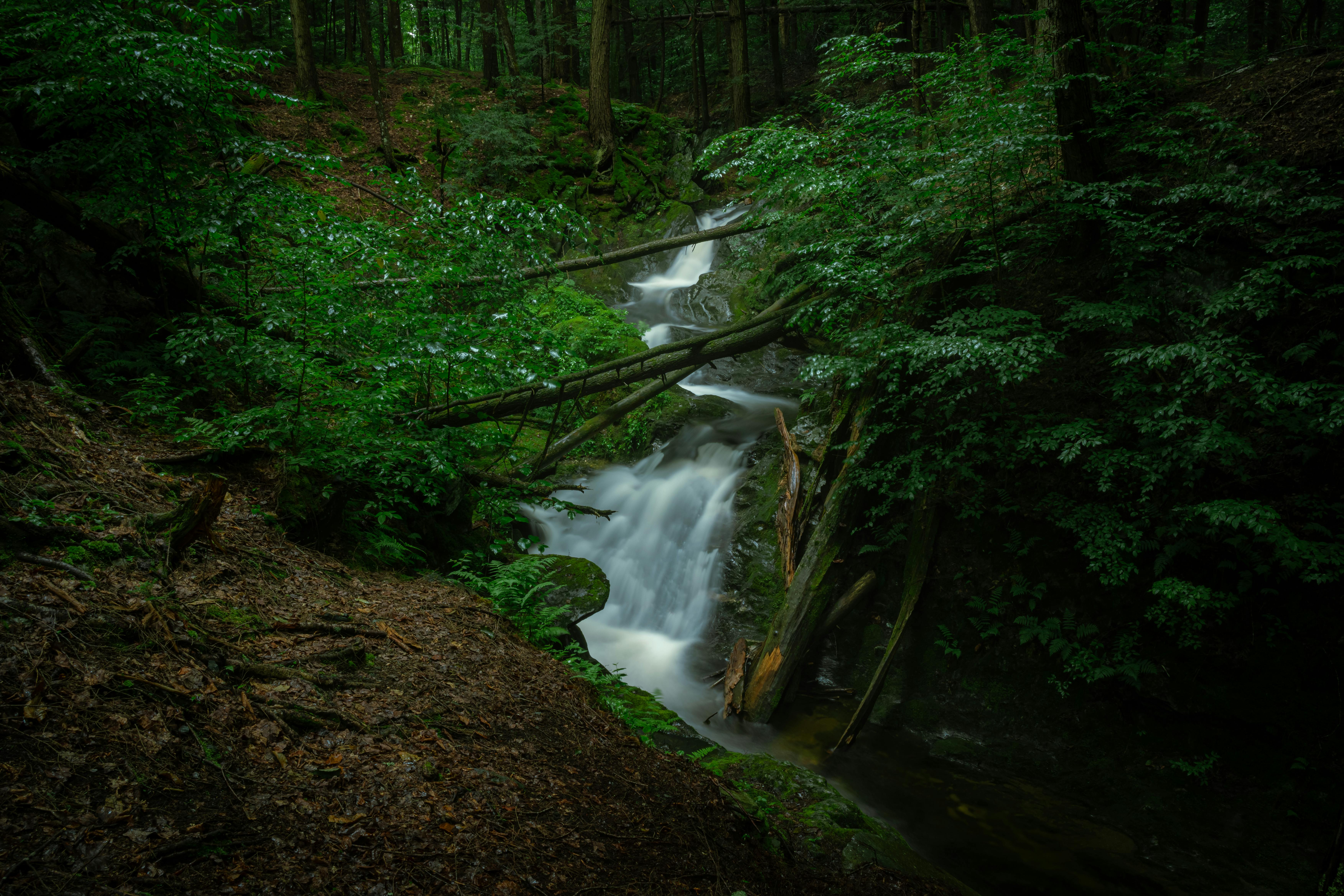 Fallen Trees Lying over a Small Forest Waterfall · Free Stock Photo