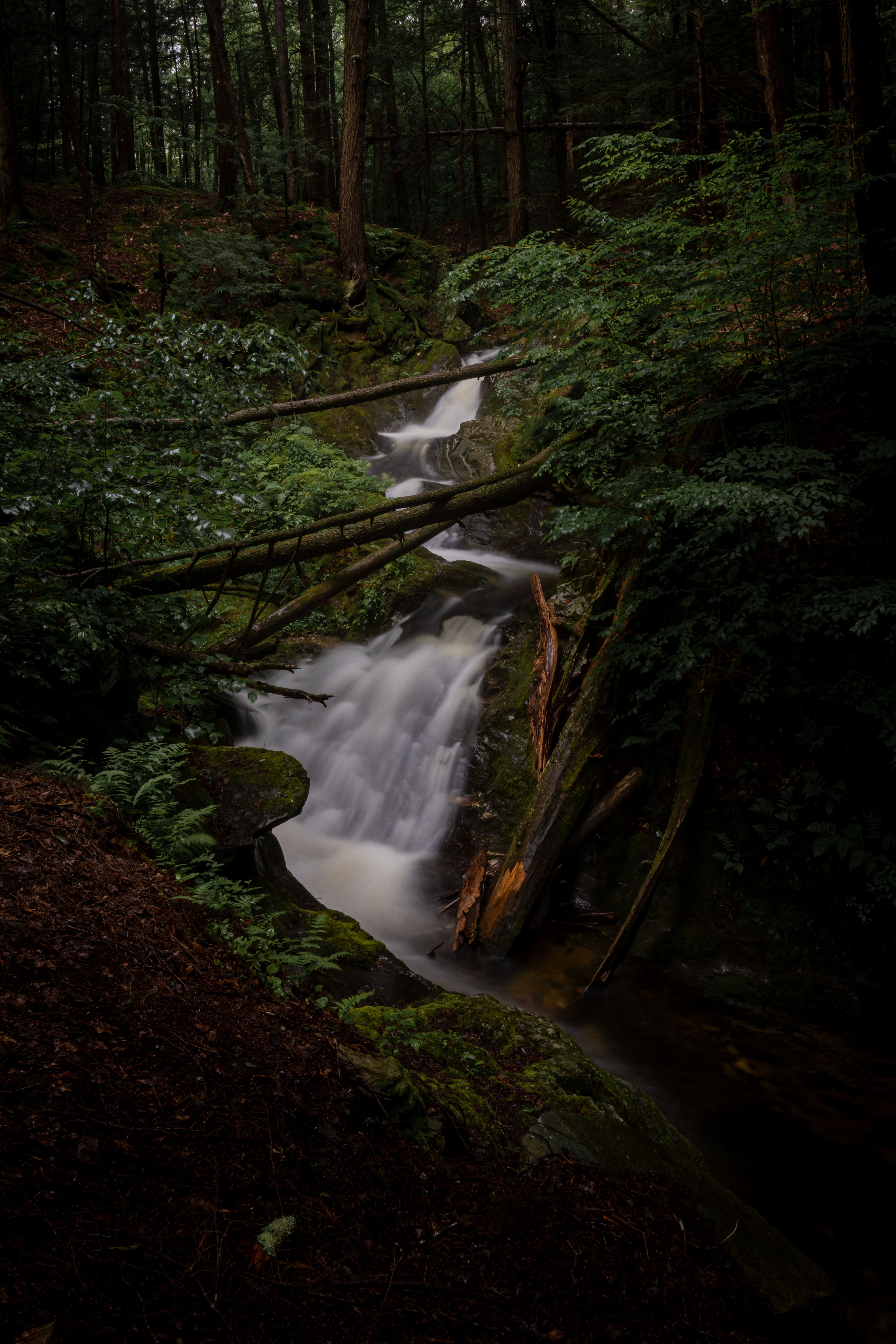 A stream flowing through the woods in the dark · Free Stock Photo