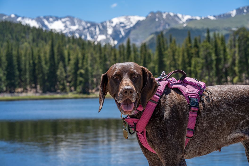 Meet the Top 10 Oldest Dogs in Recorded History Revealed
