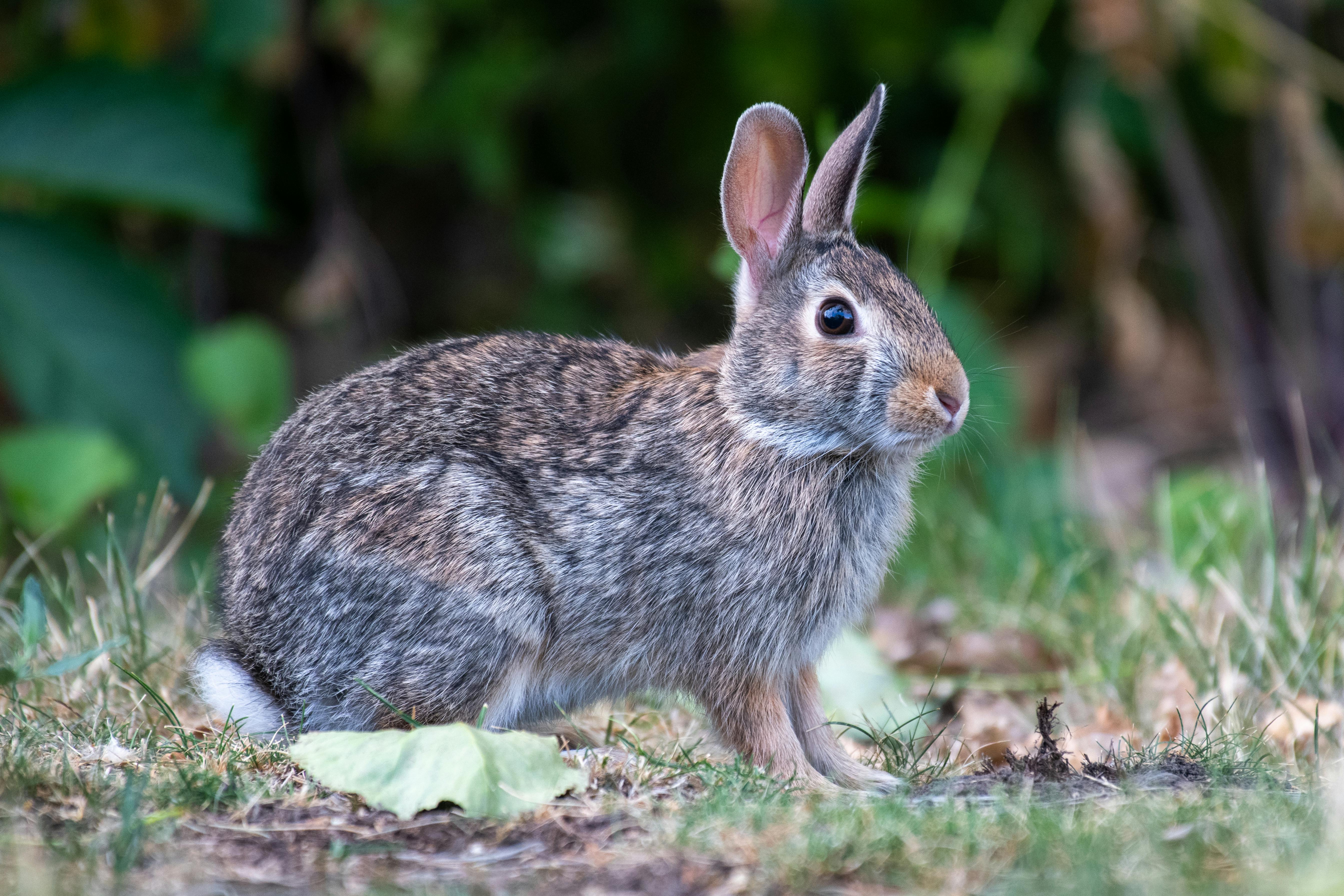 Close up of Rabbit · Free Stock Photo