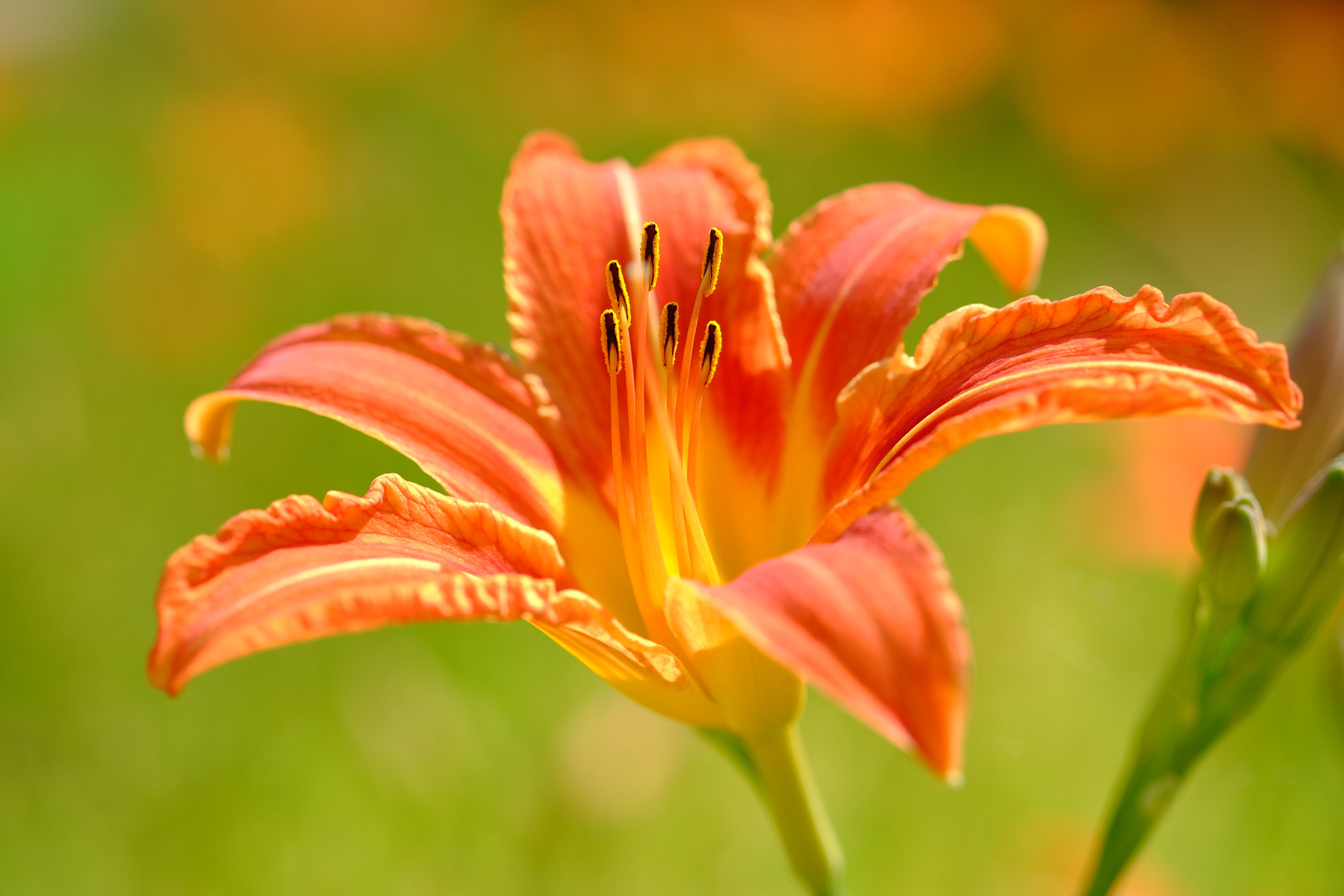 Burgundy Flower Photos, Download The BEST Free Burgundy Flower Stock ...