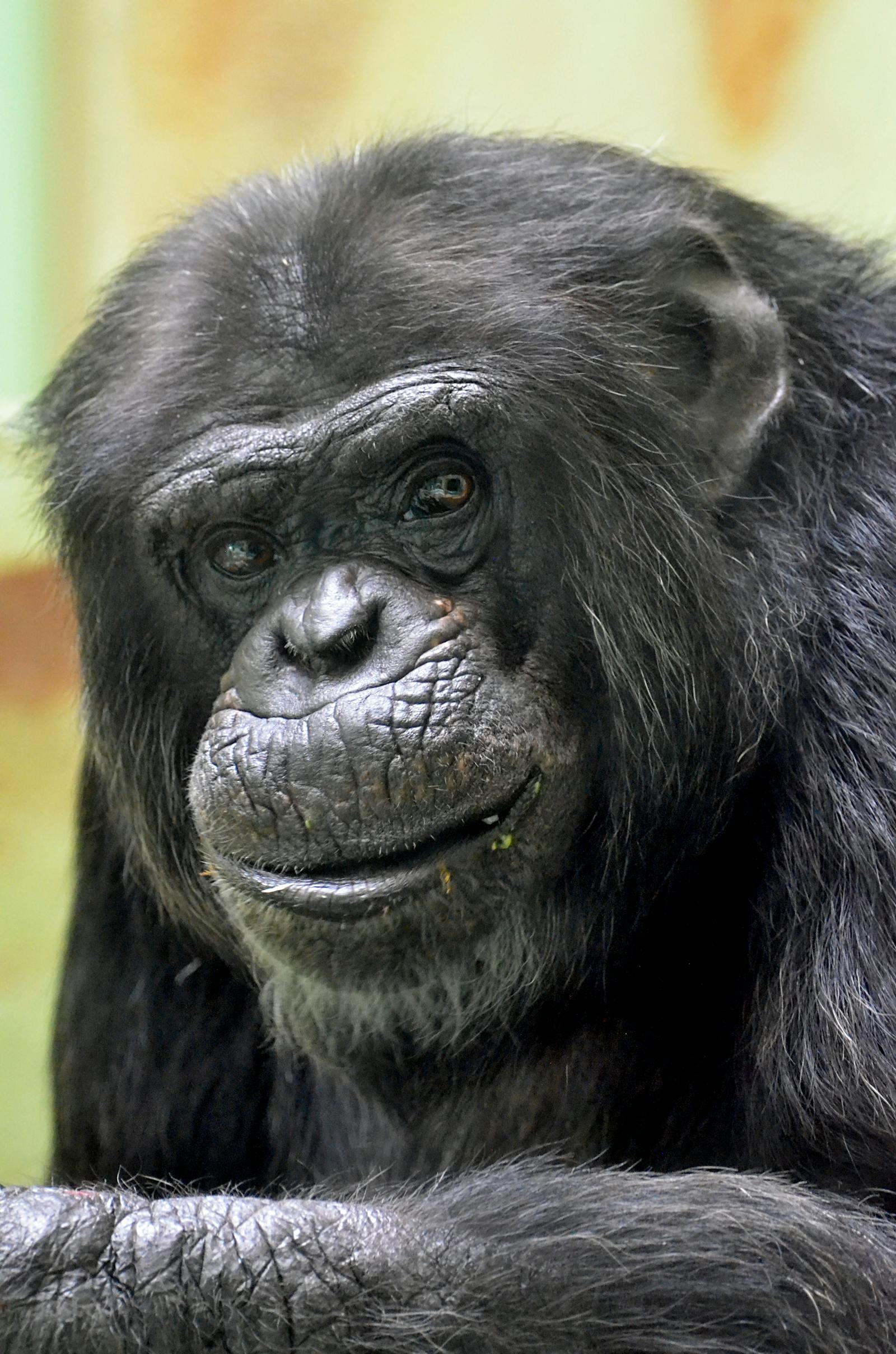Chimpanzee Portrait Photos, Download The BEST Free Chimpanzee Portrait ...