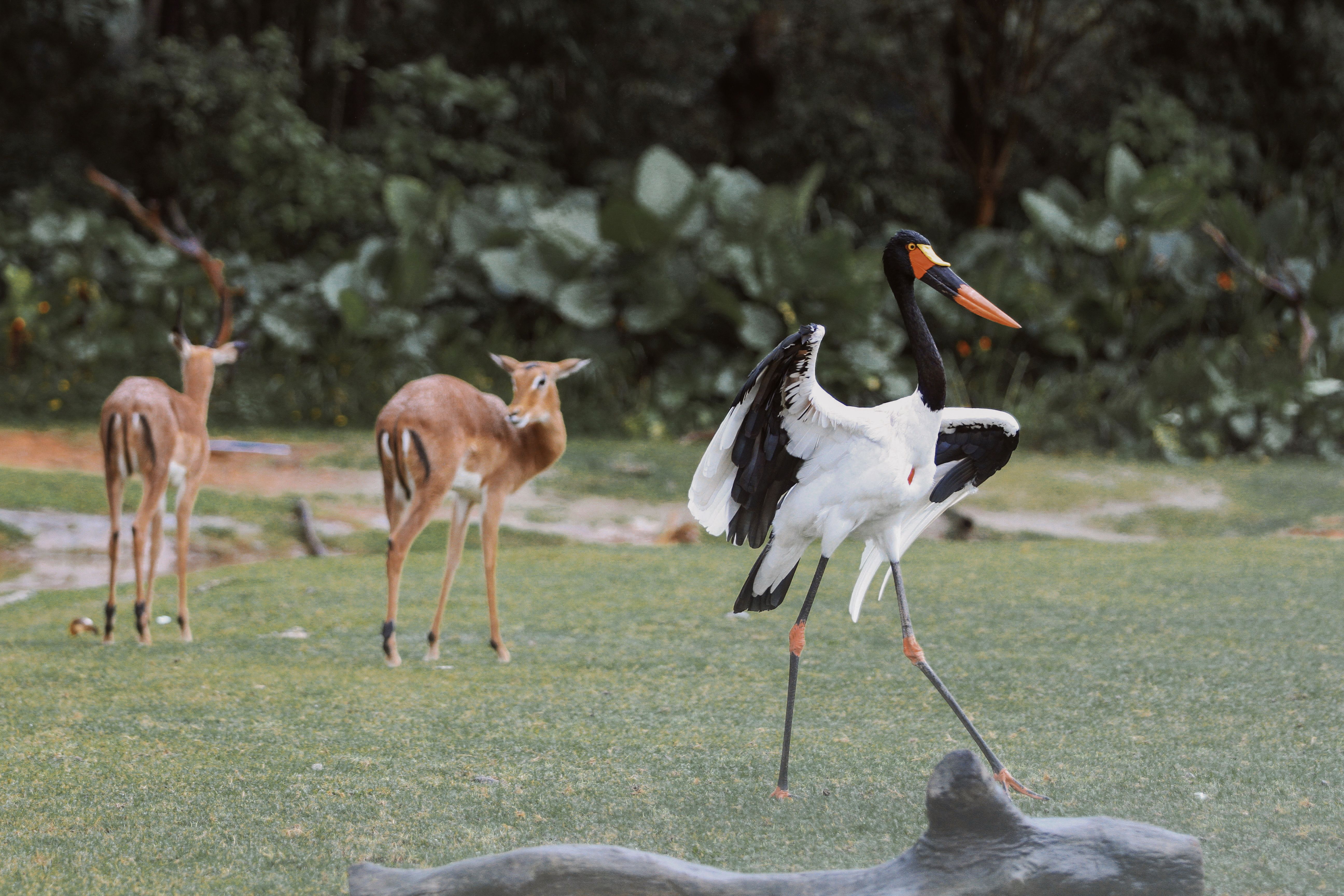 Wild Animals in Zoo · Free Stock Photo