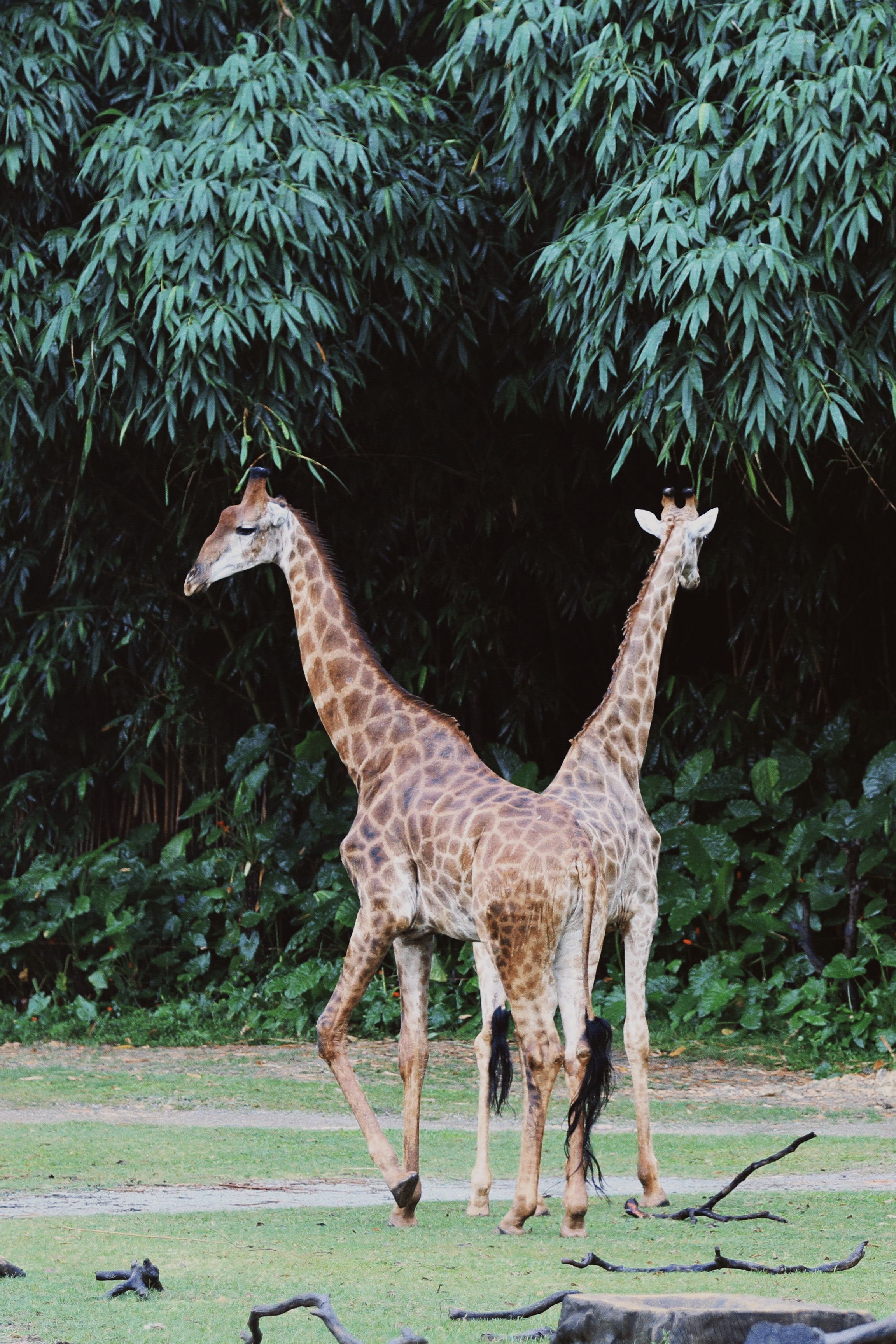 Giraffe Stretching Photos, Download The BEST Free Giraffe Stretching ...