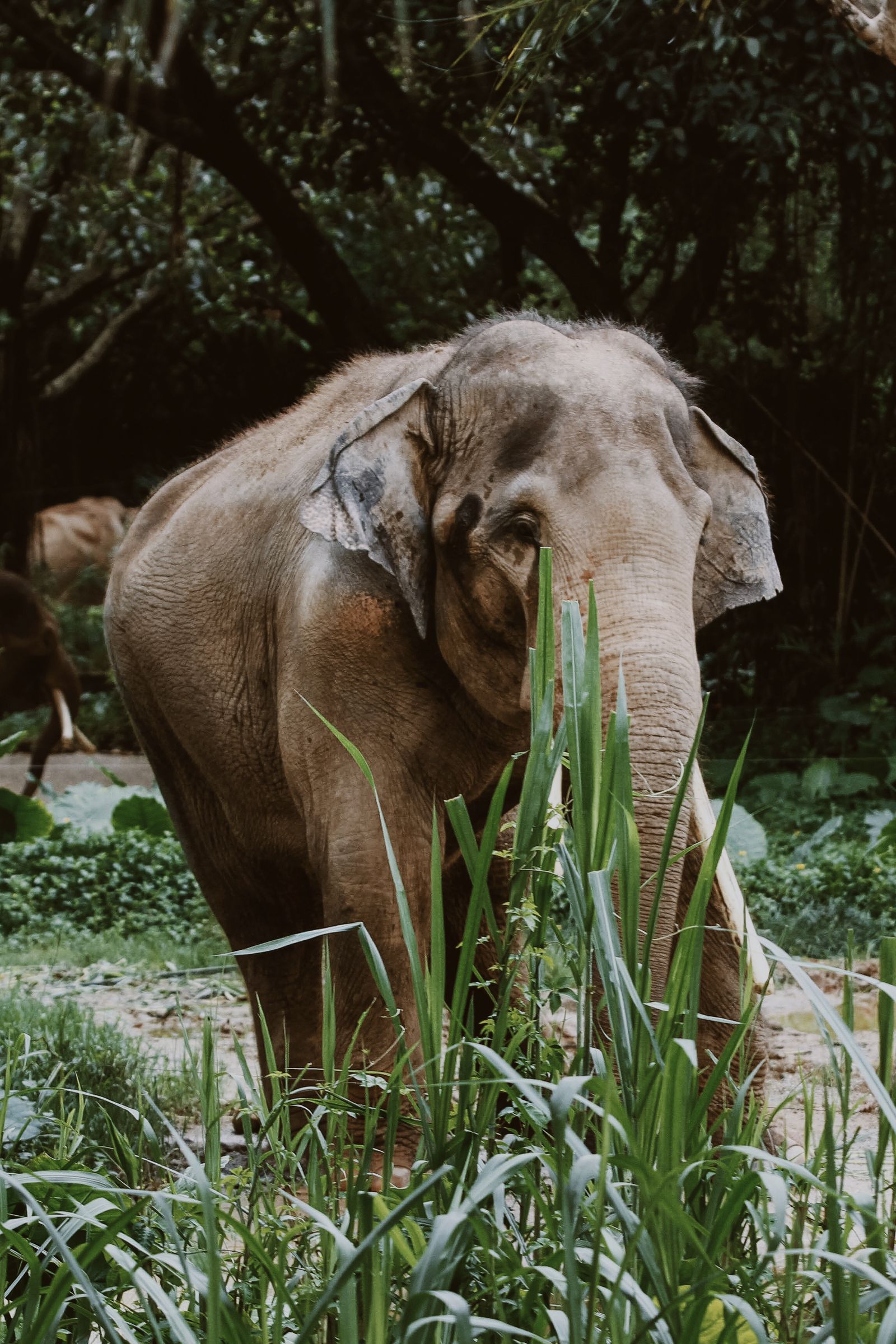 Sumatra Elephant Photos, Download The BEST Free Sumatra Elephant Stock ...