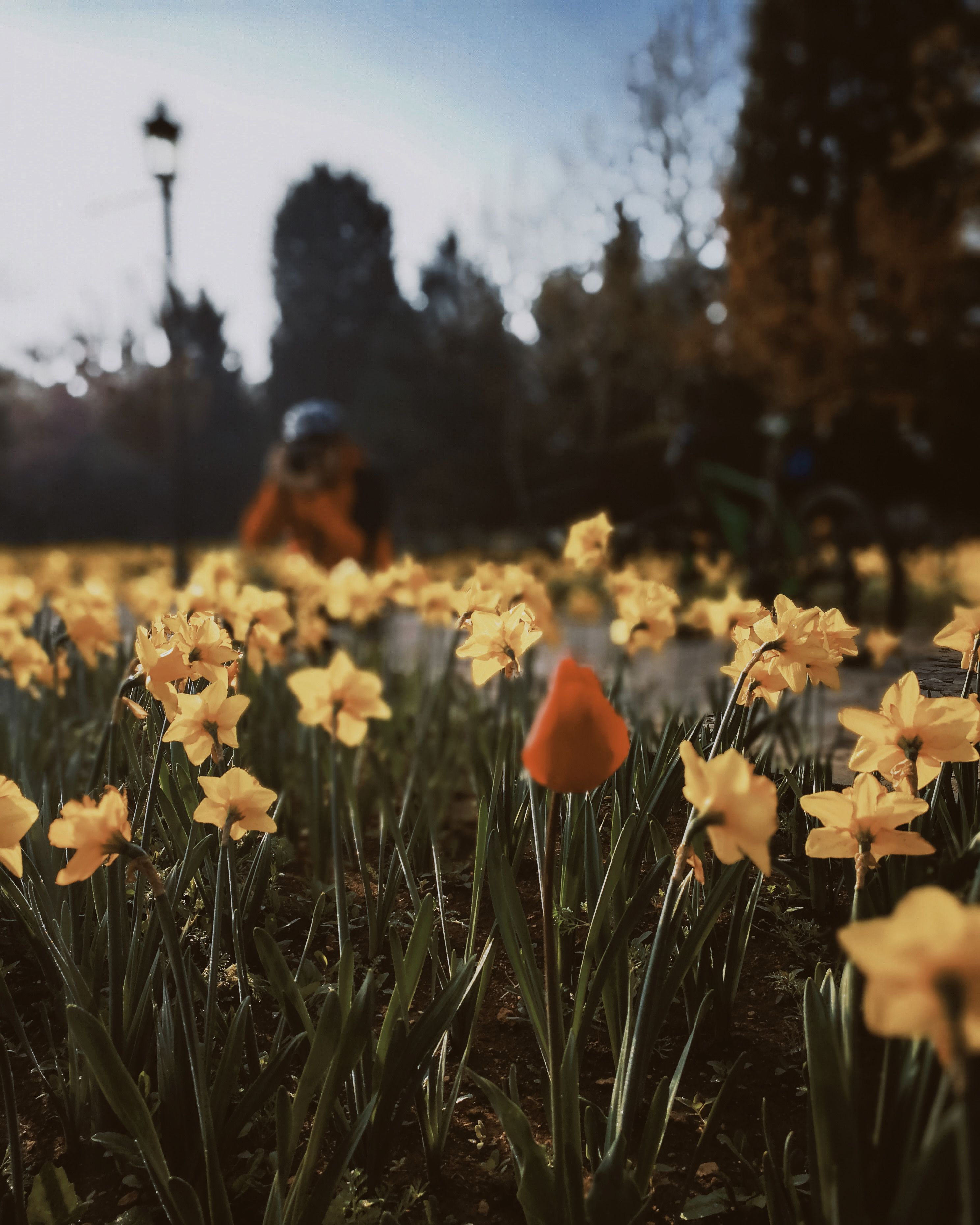 Man Photographing Yellow Daffodils on an Urban Flowerbed · Free Stock Photo
