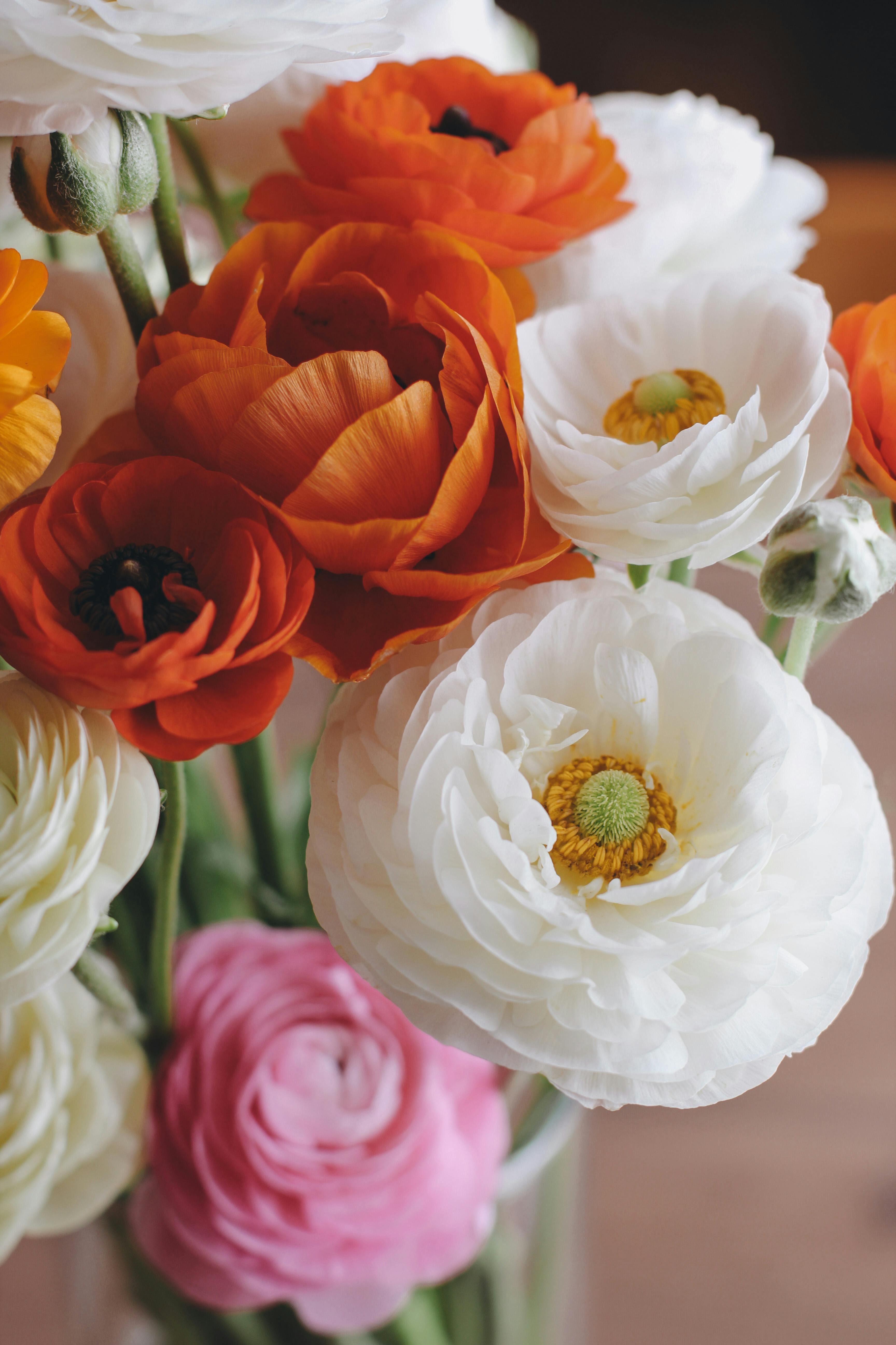 A Bouquet of Poppy Flowers · Free Stock Photo