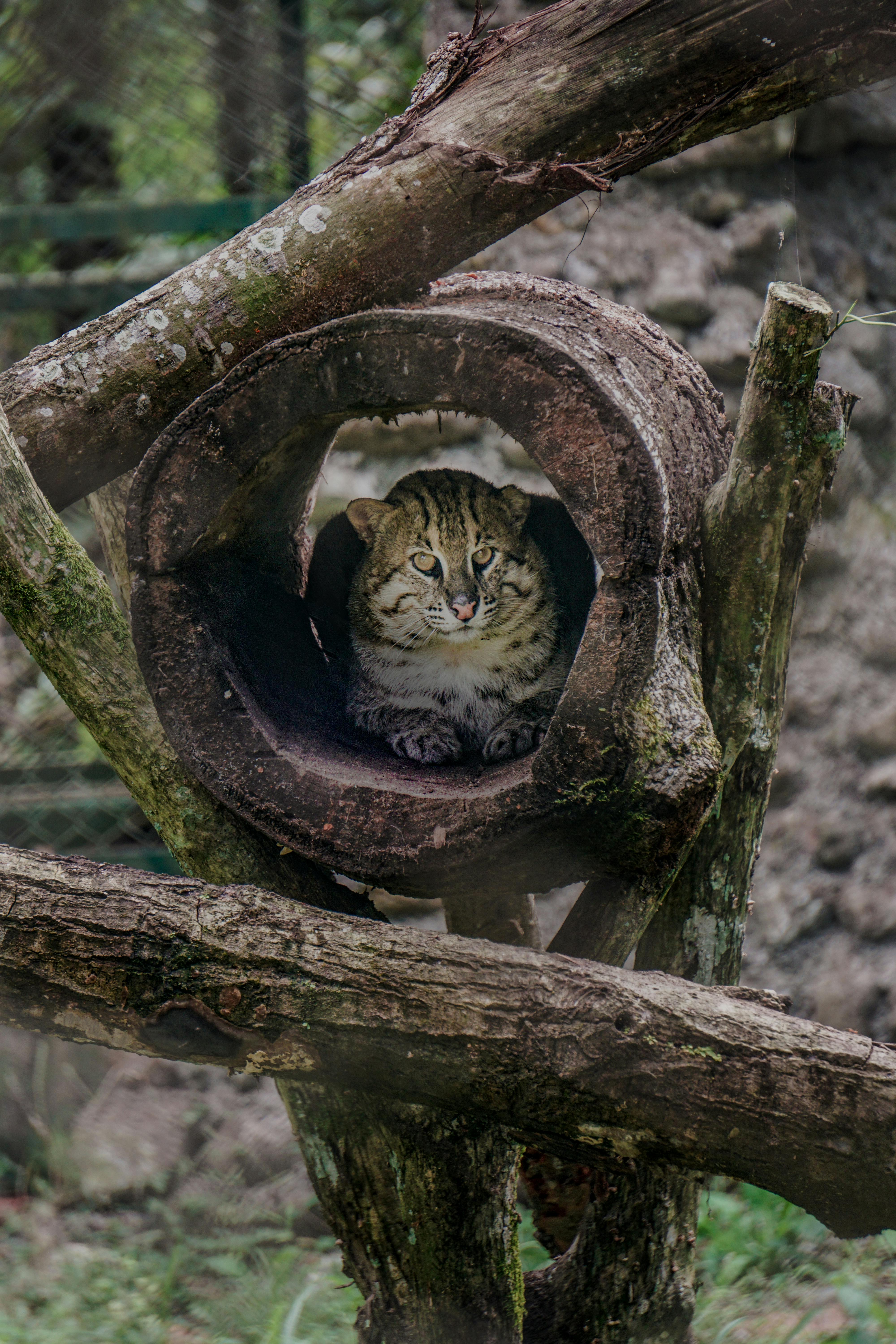 Fishing Cat in Zoo · Free Stock Photo