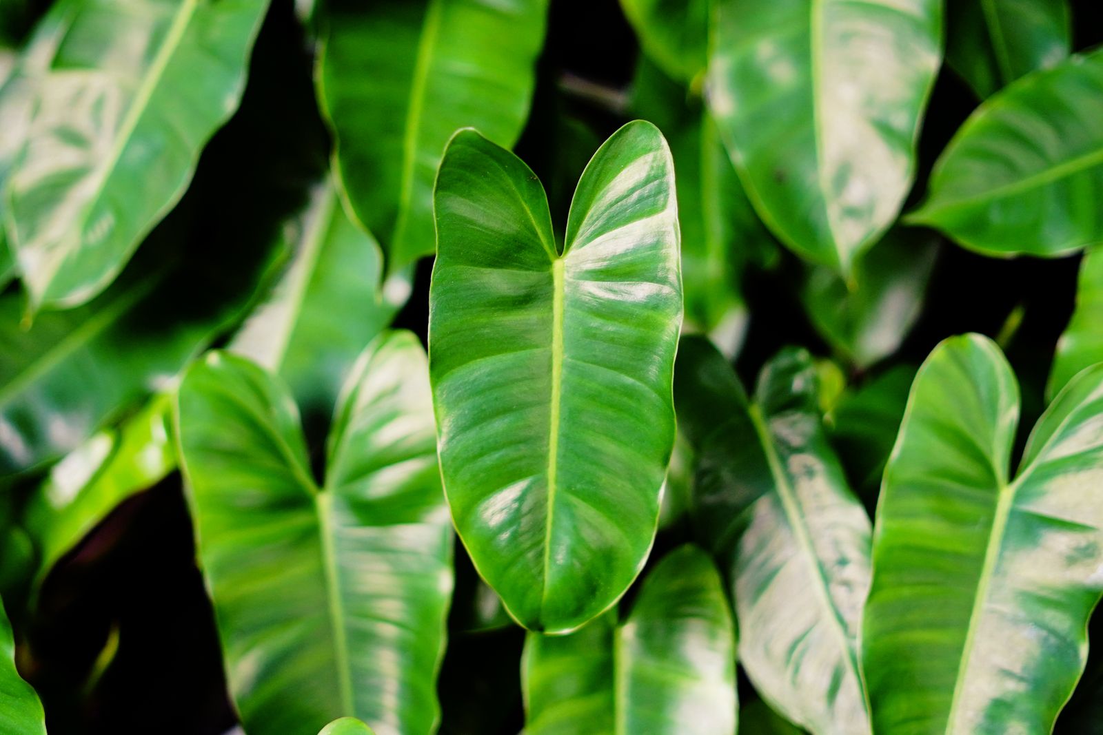 Green Color Photos, Download The BEST Free Green Color Stock Photos ...