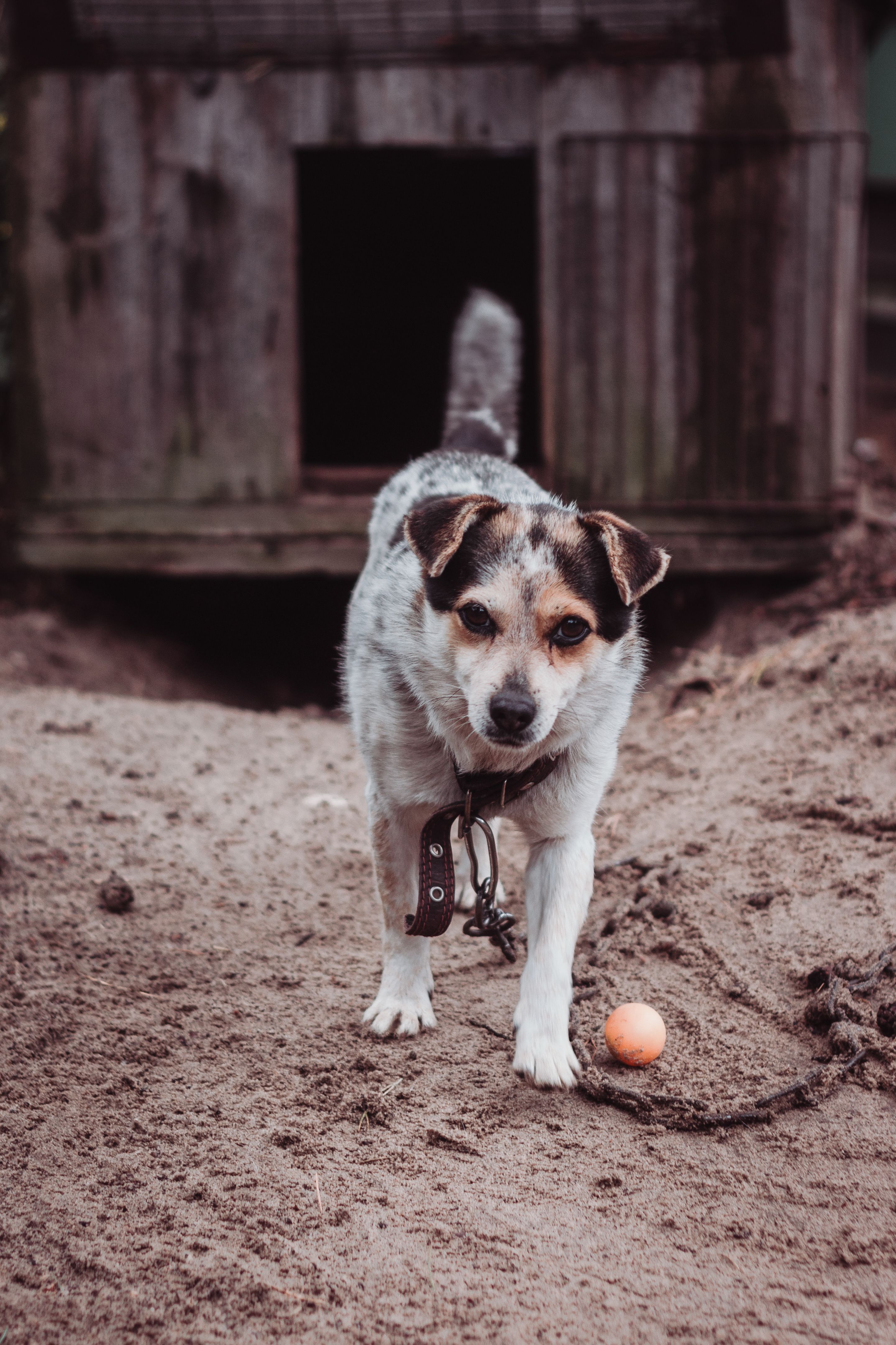 Dog with Dog House behind · Free Stock Photo