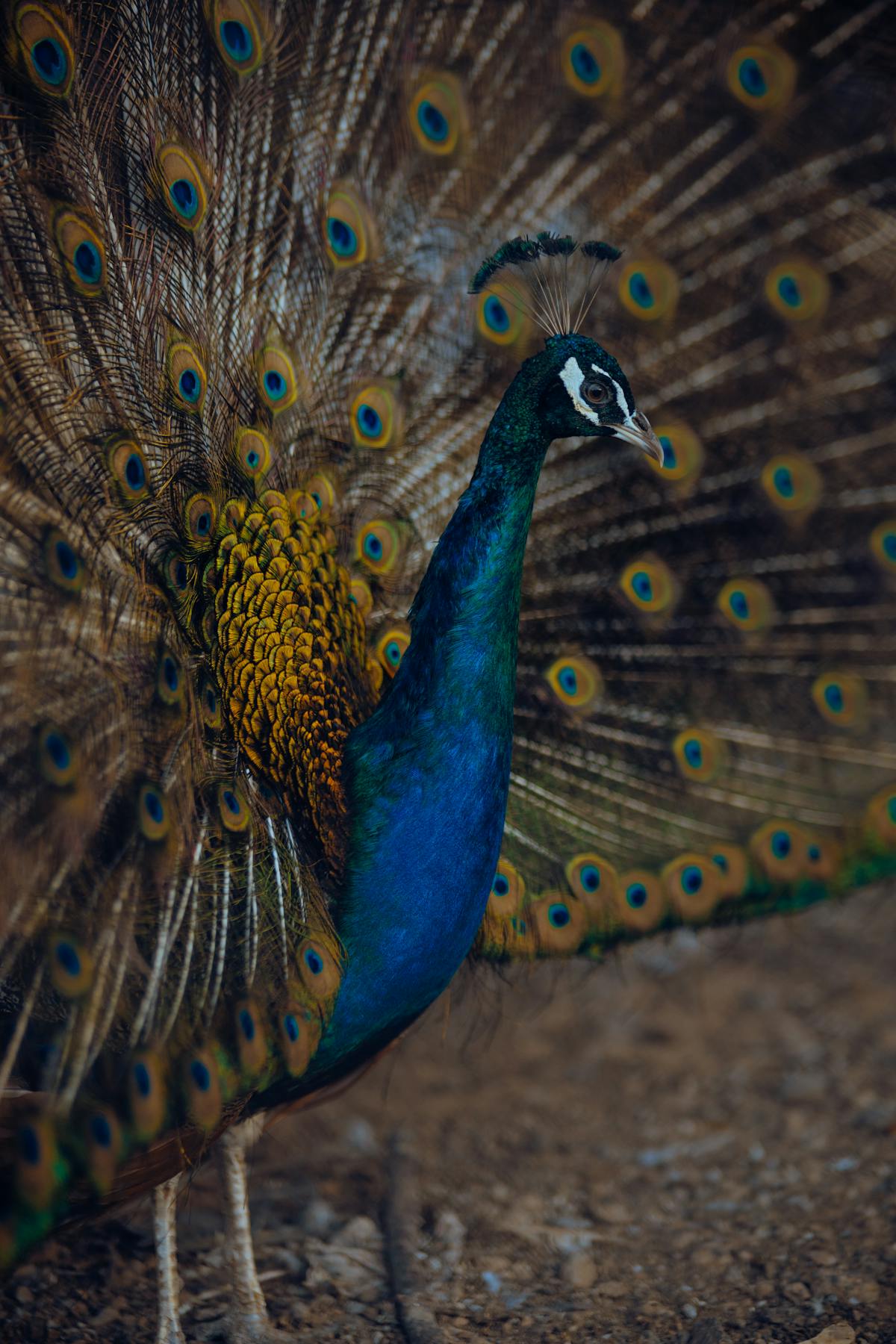 Peacock 4k Photos, Download The BEST Free Peacock 4k Stock Photos & HD ...