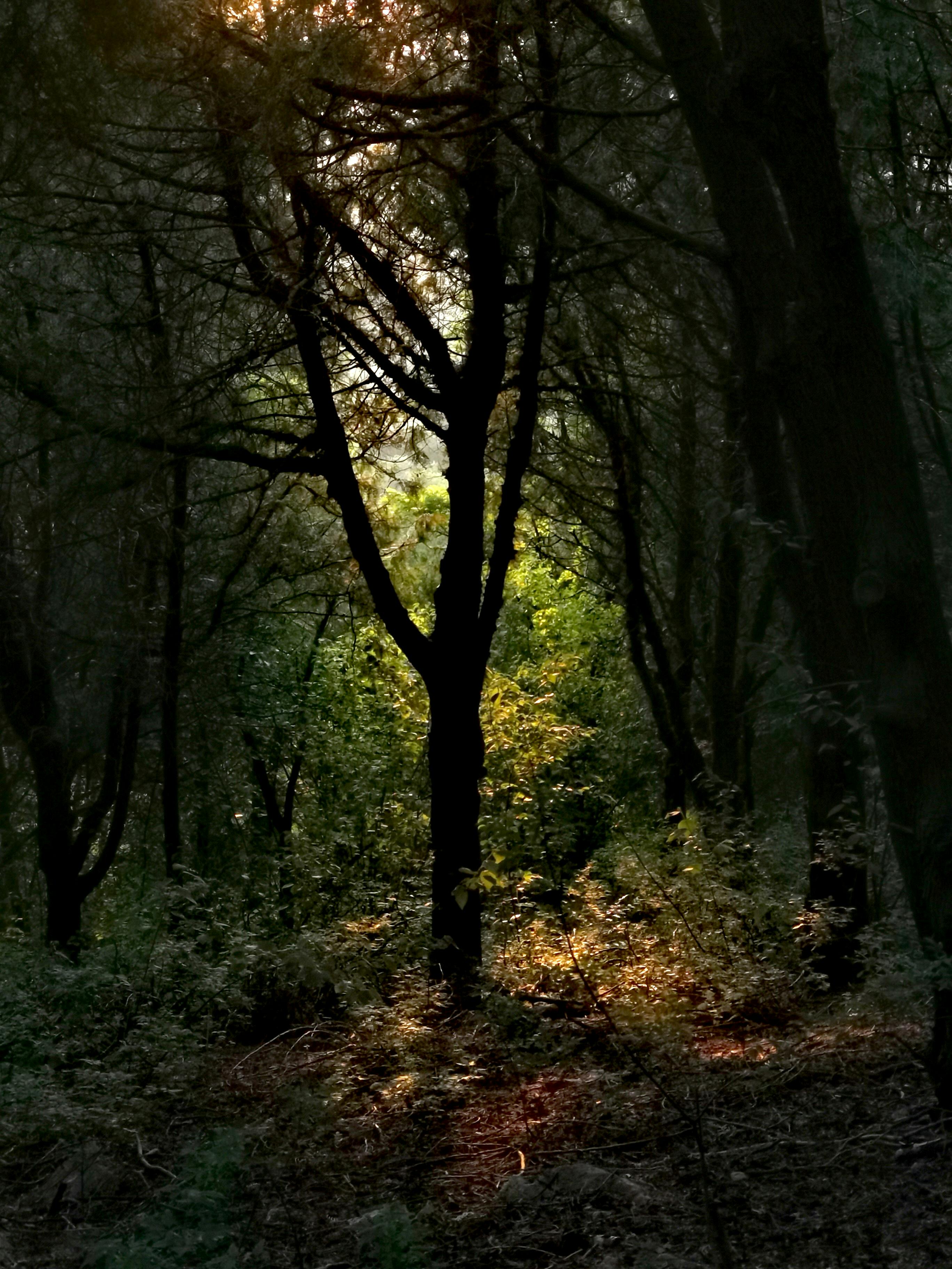 Trees in Deep Forest · Free Stock Photo