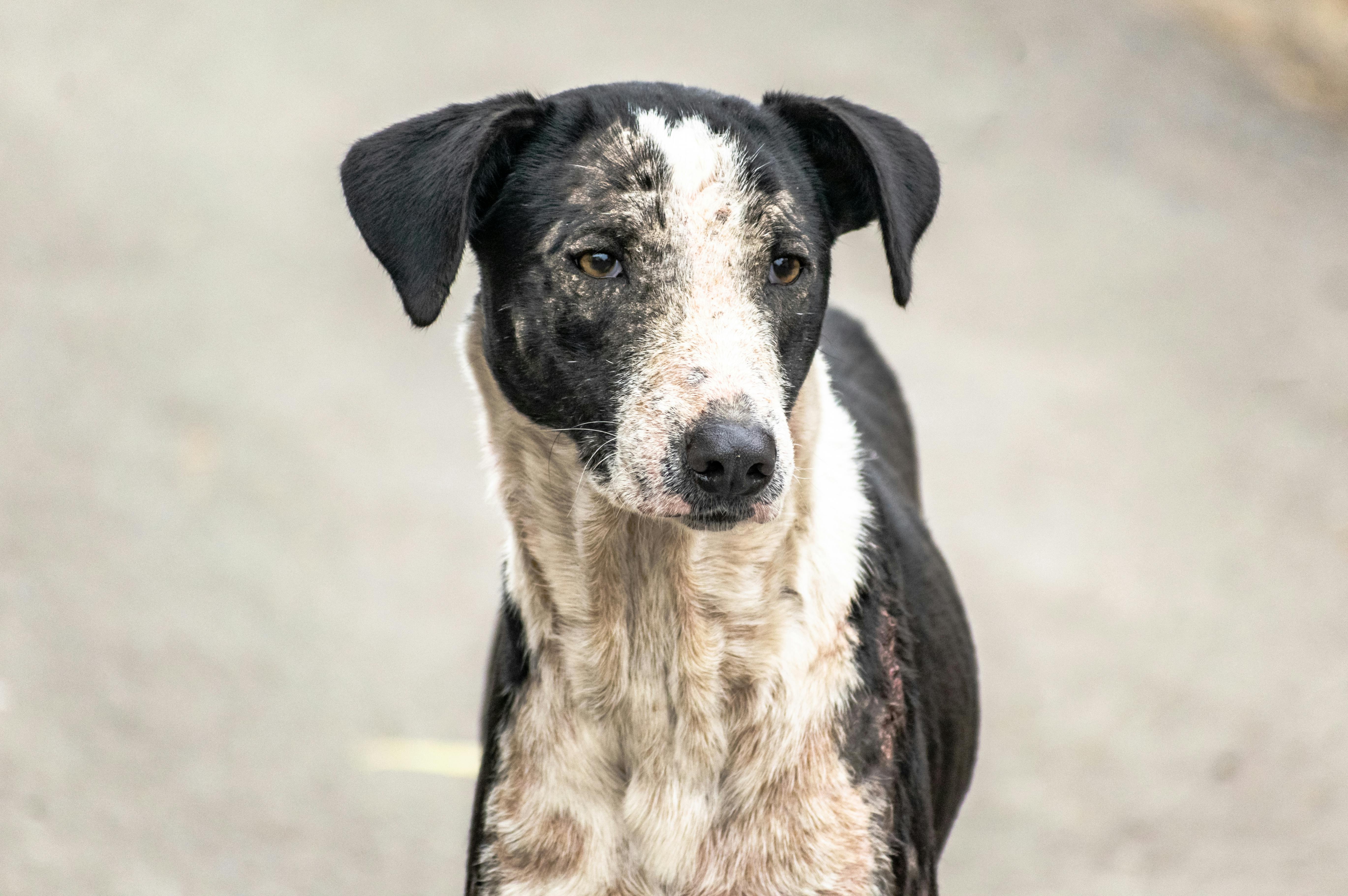 Close up of Dog Head · Free Stock Photo