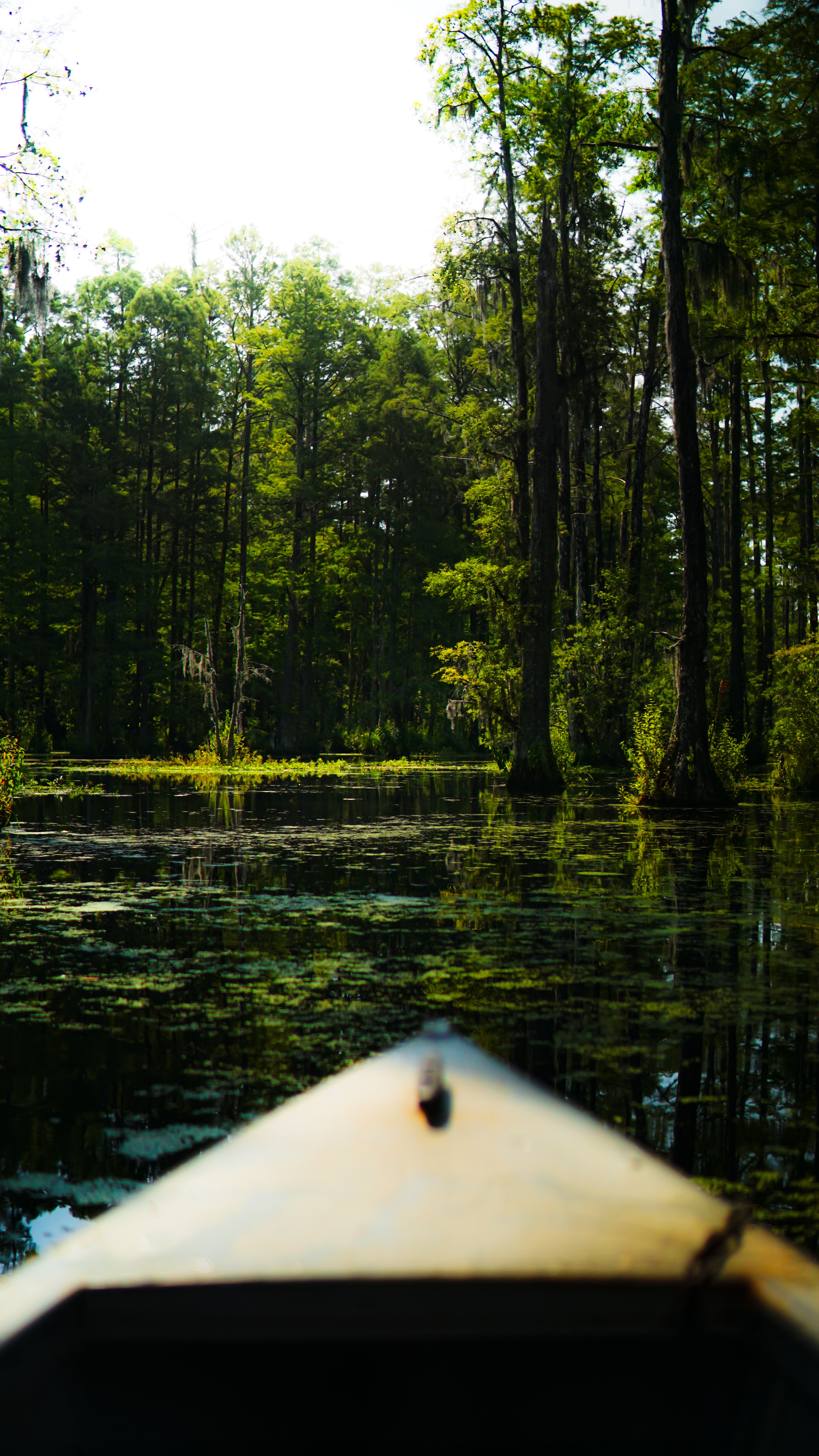 Front of Boat on Water on Swamp in Forest · Free Stock Photo