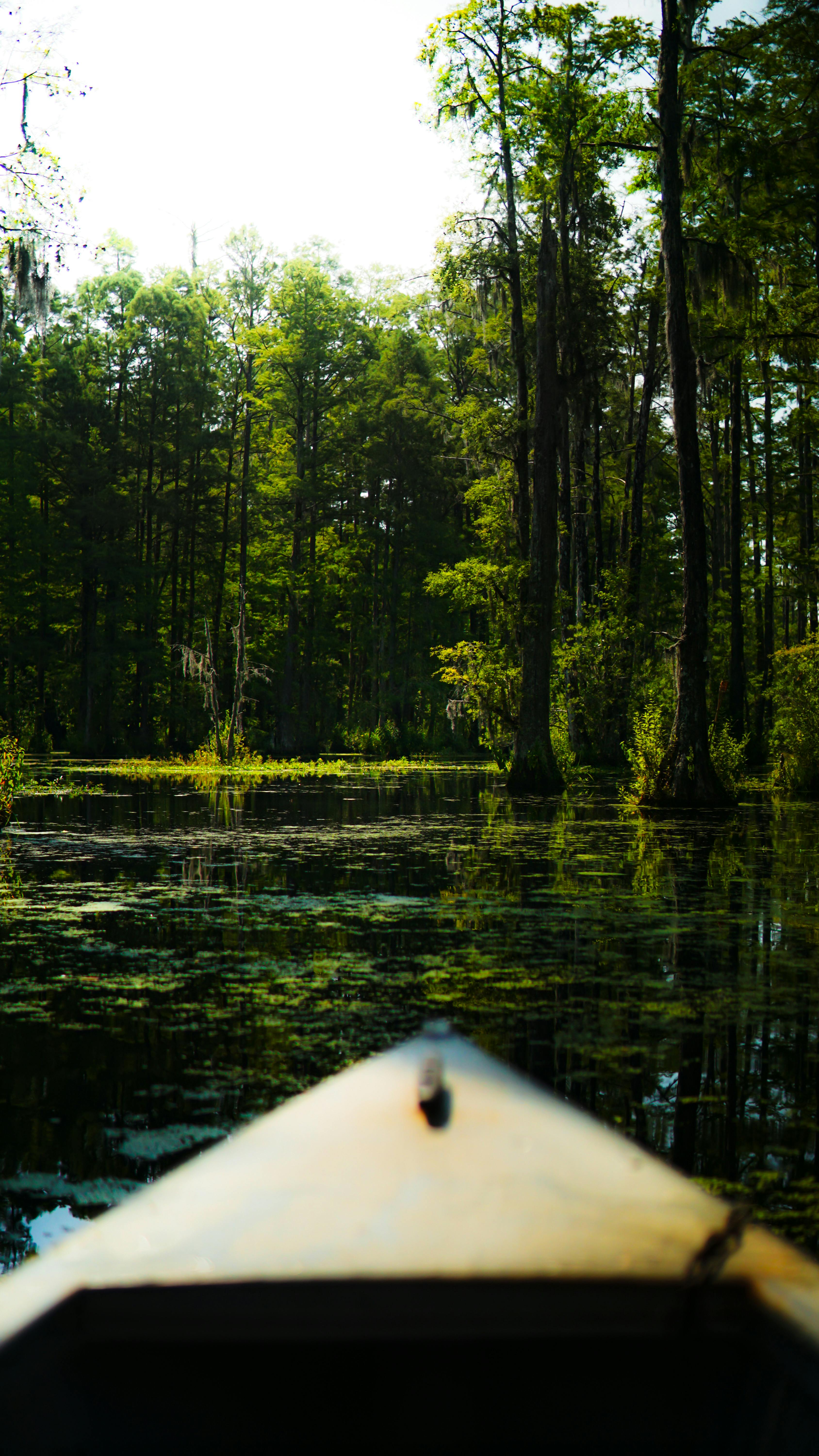 Forest behind Canoe on Swamp · Free Stock Photo