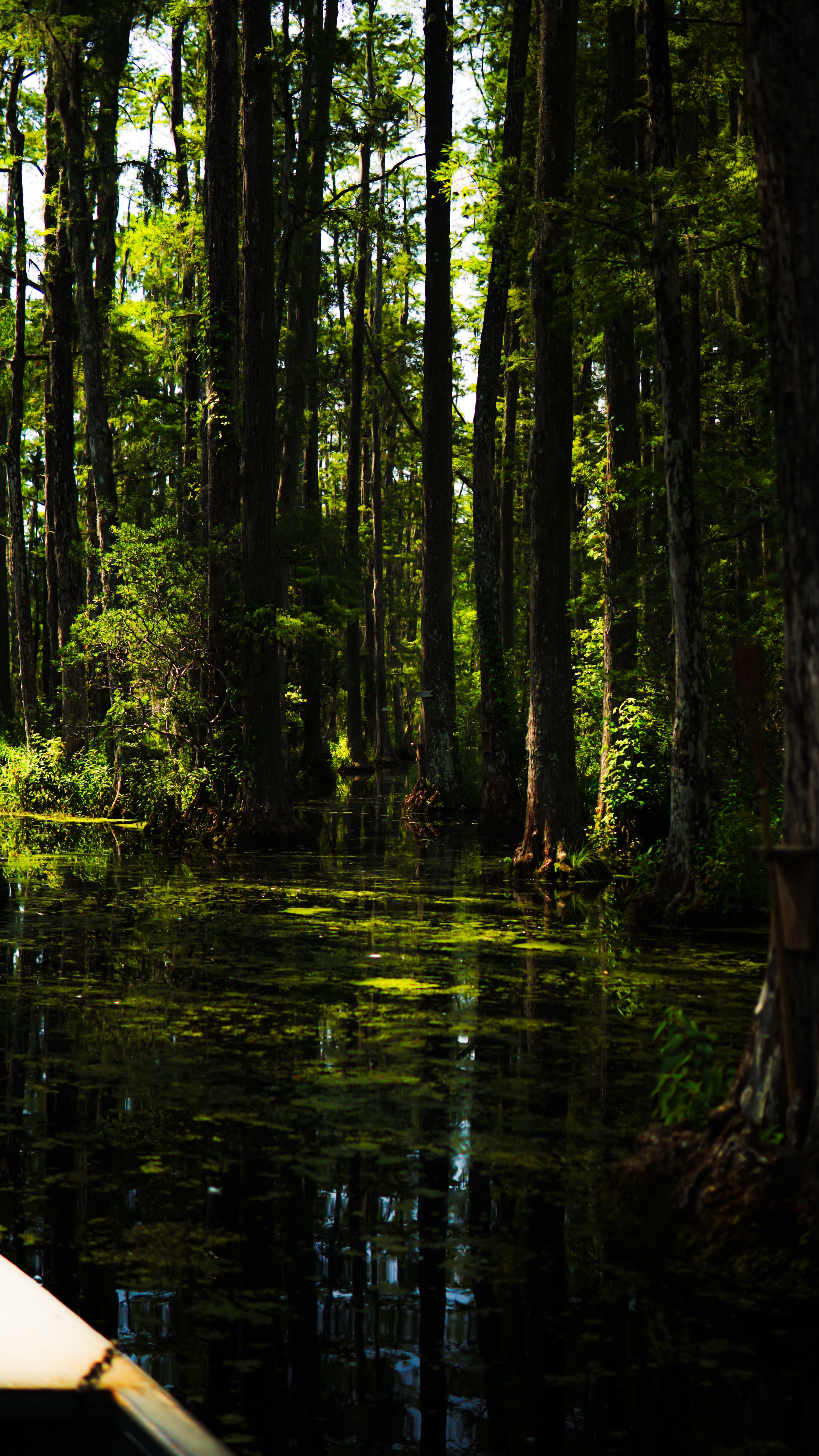 Green Forest on Swamp · Free Stock Photo