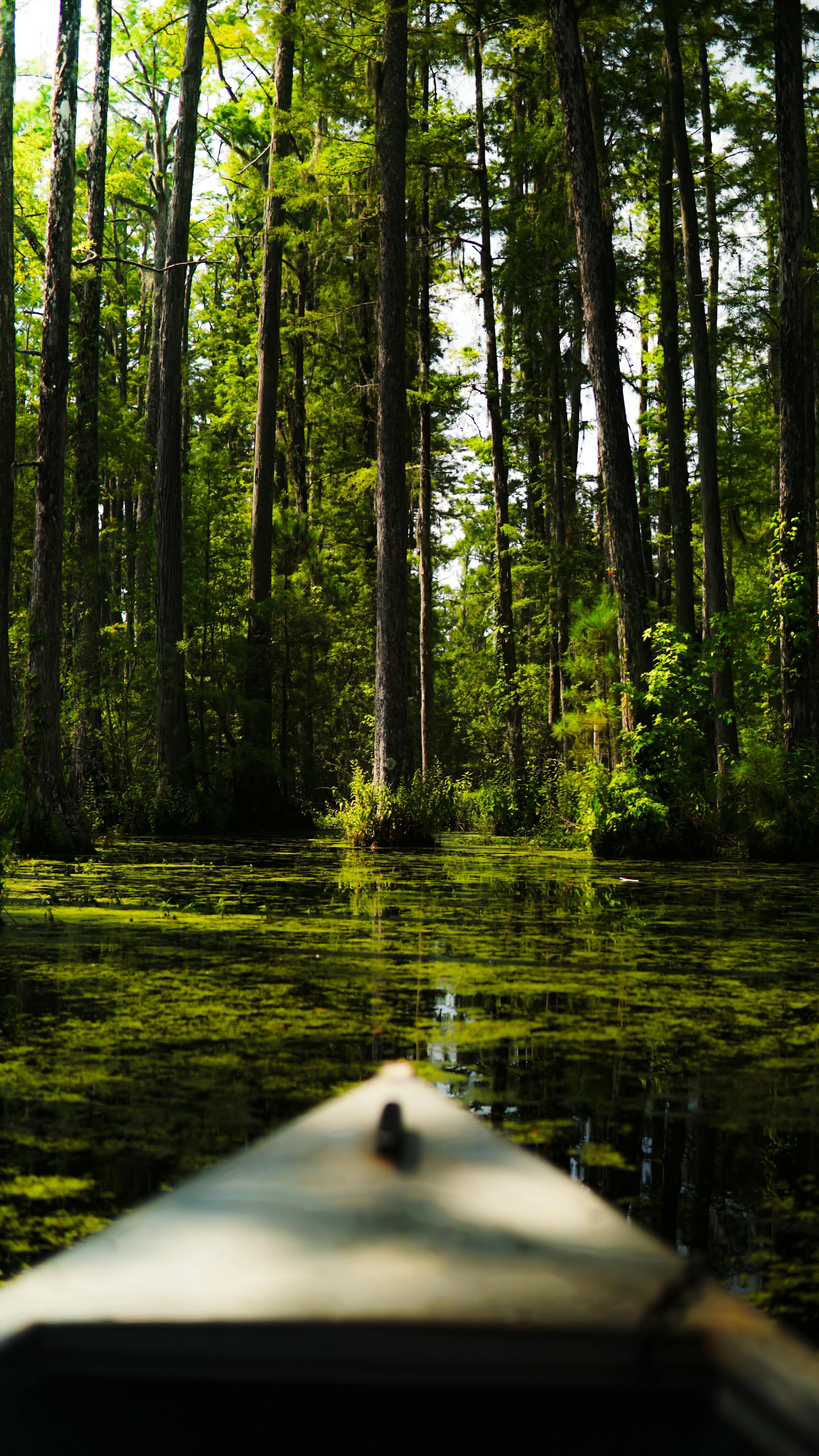 Front of Boat on Water on Swamp in Forest · Free Stock Photo