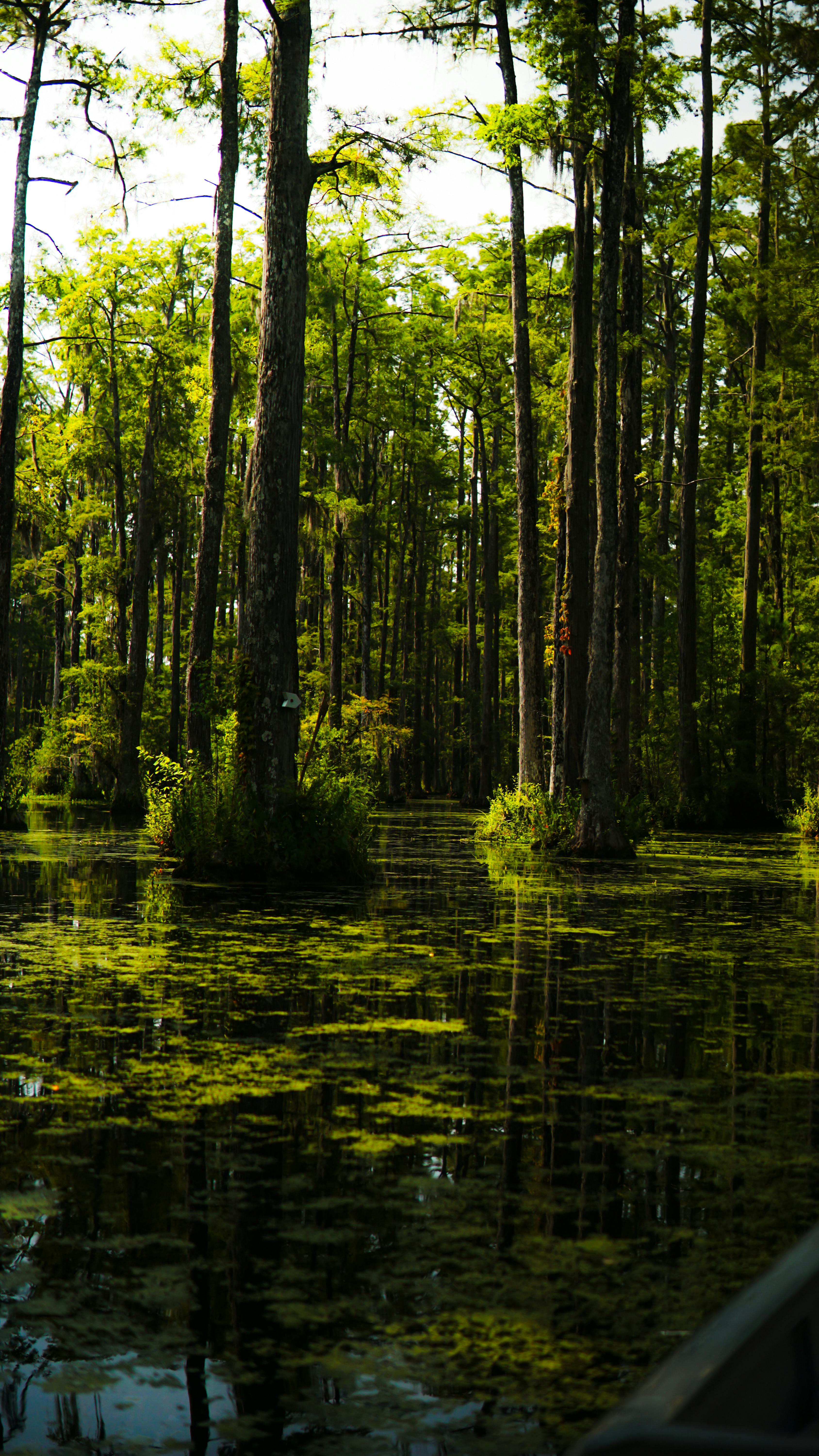 Tangled Tree Roots at a Swamp · Free Stock Photo