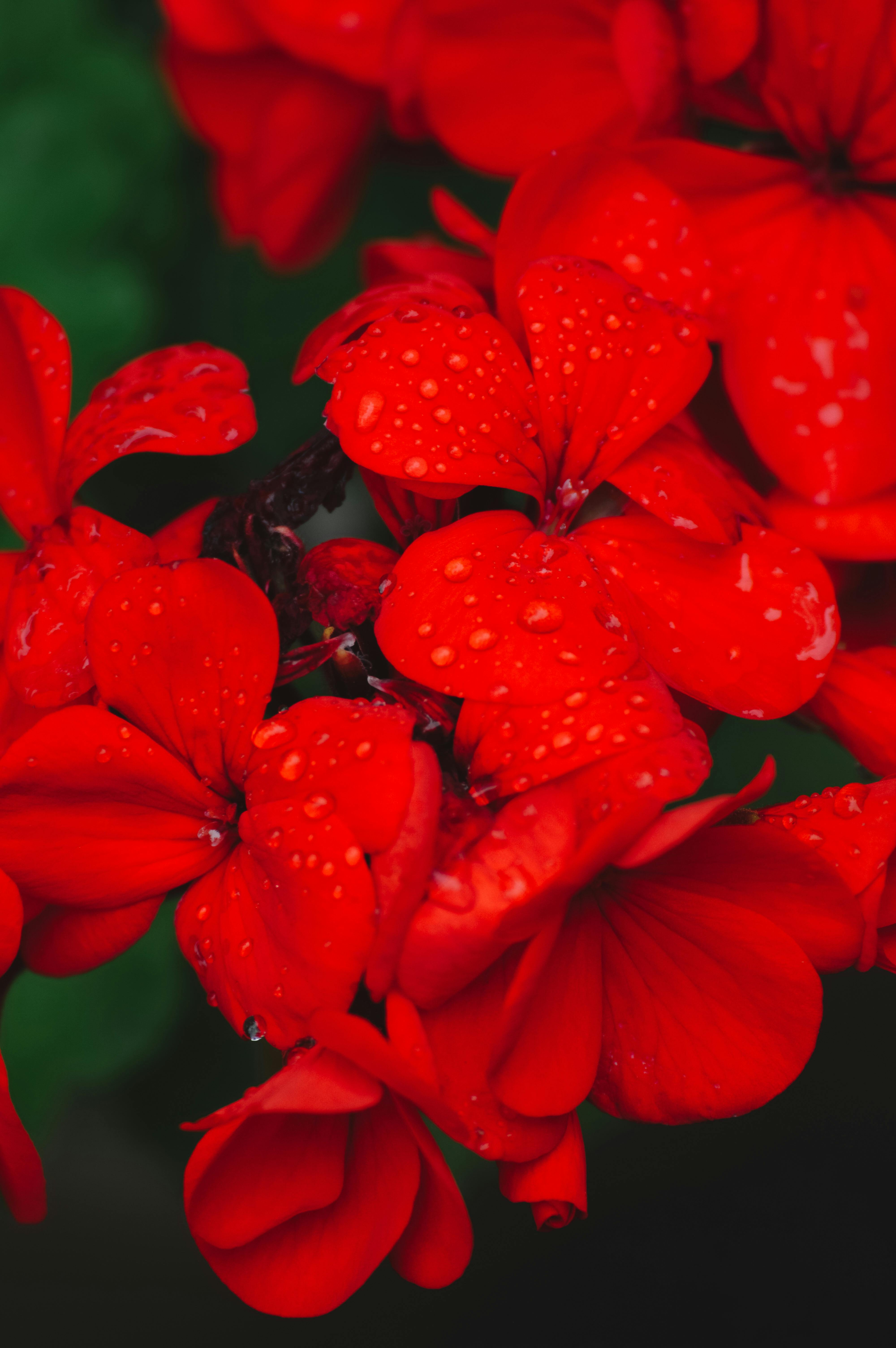 Photo of Red Flowers · Free Stock Photo