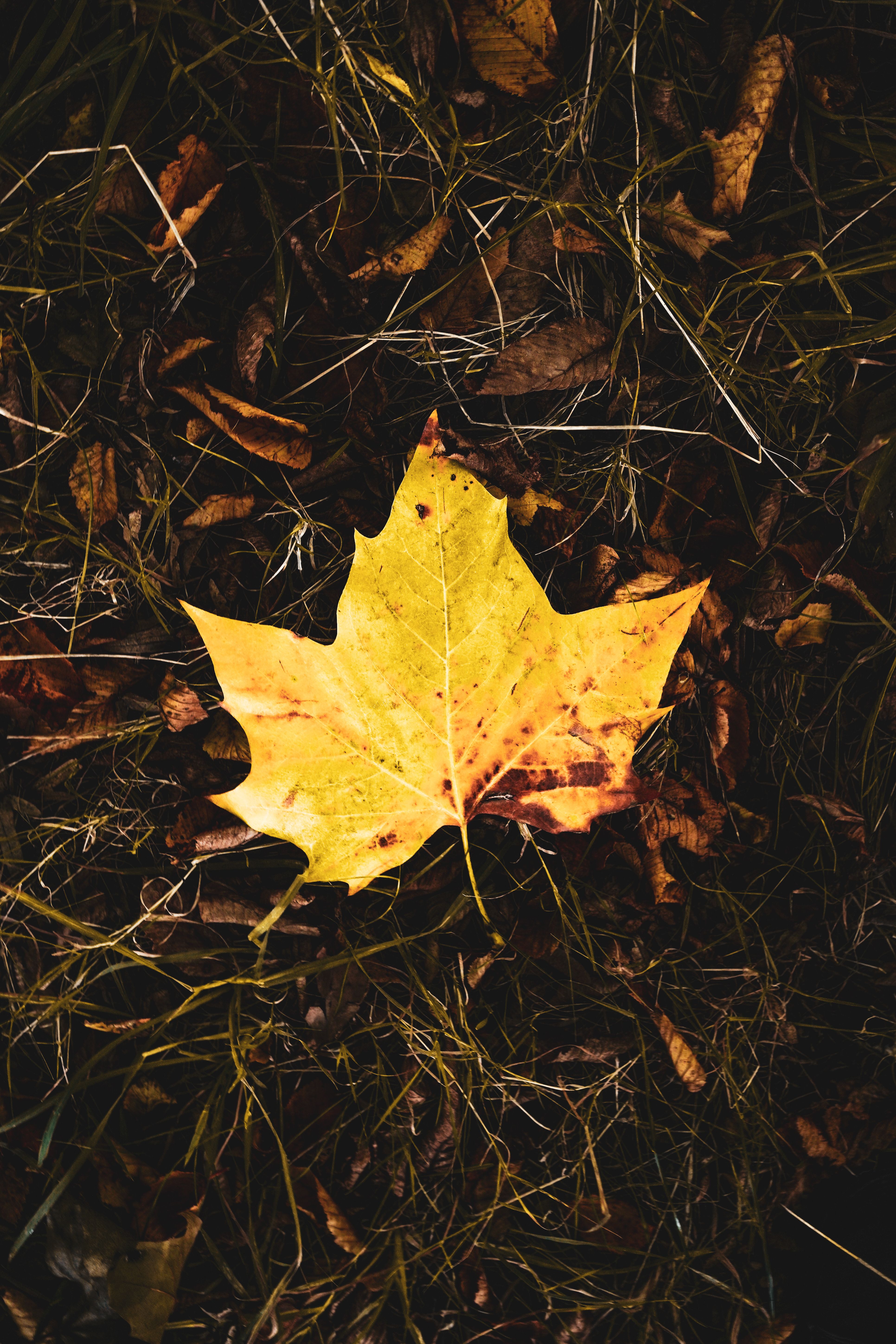 Yellow Maple Leaf on Ground · Free Stock Photo