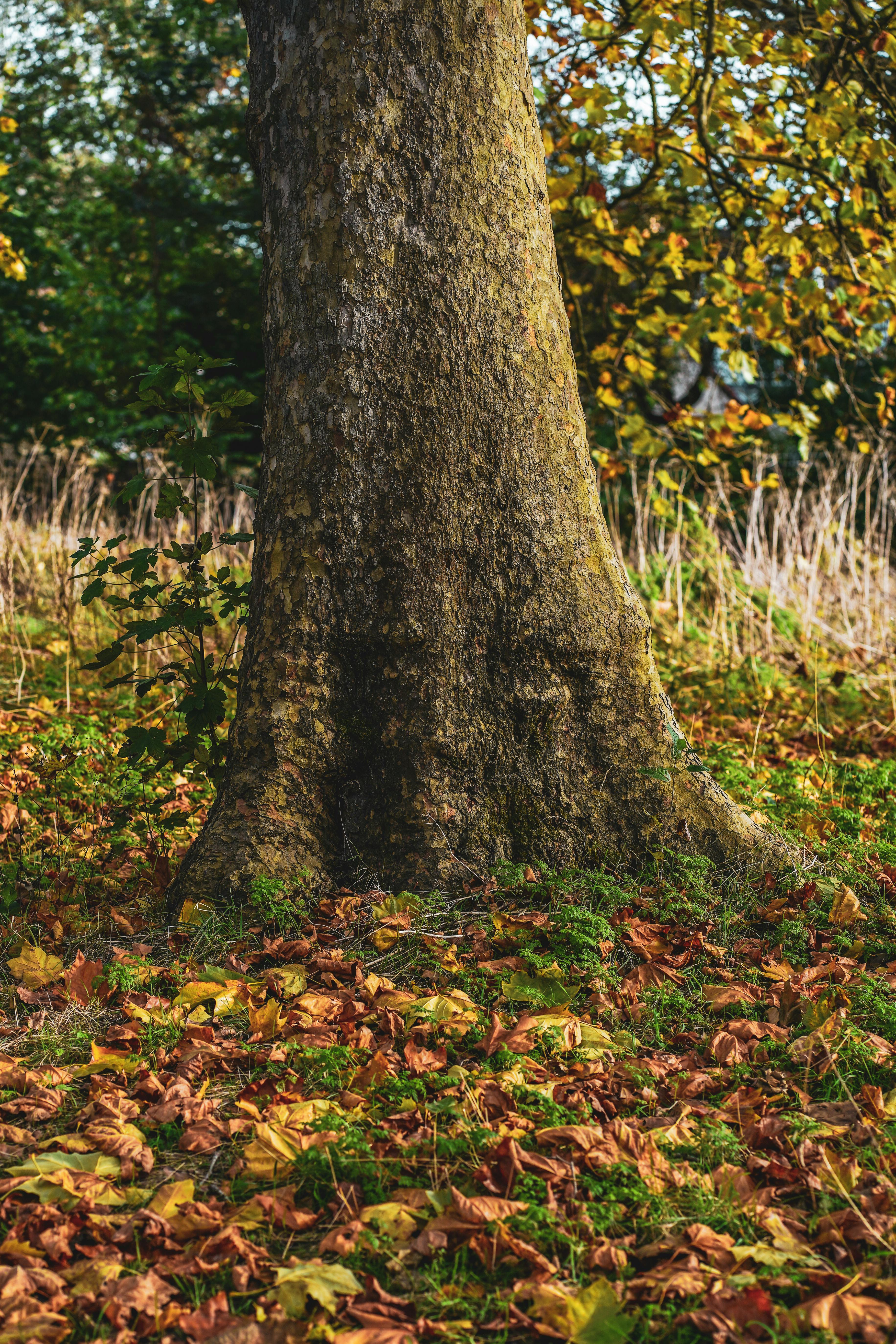 Leaves Lying Down under Tree · Free Stock Photo